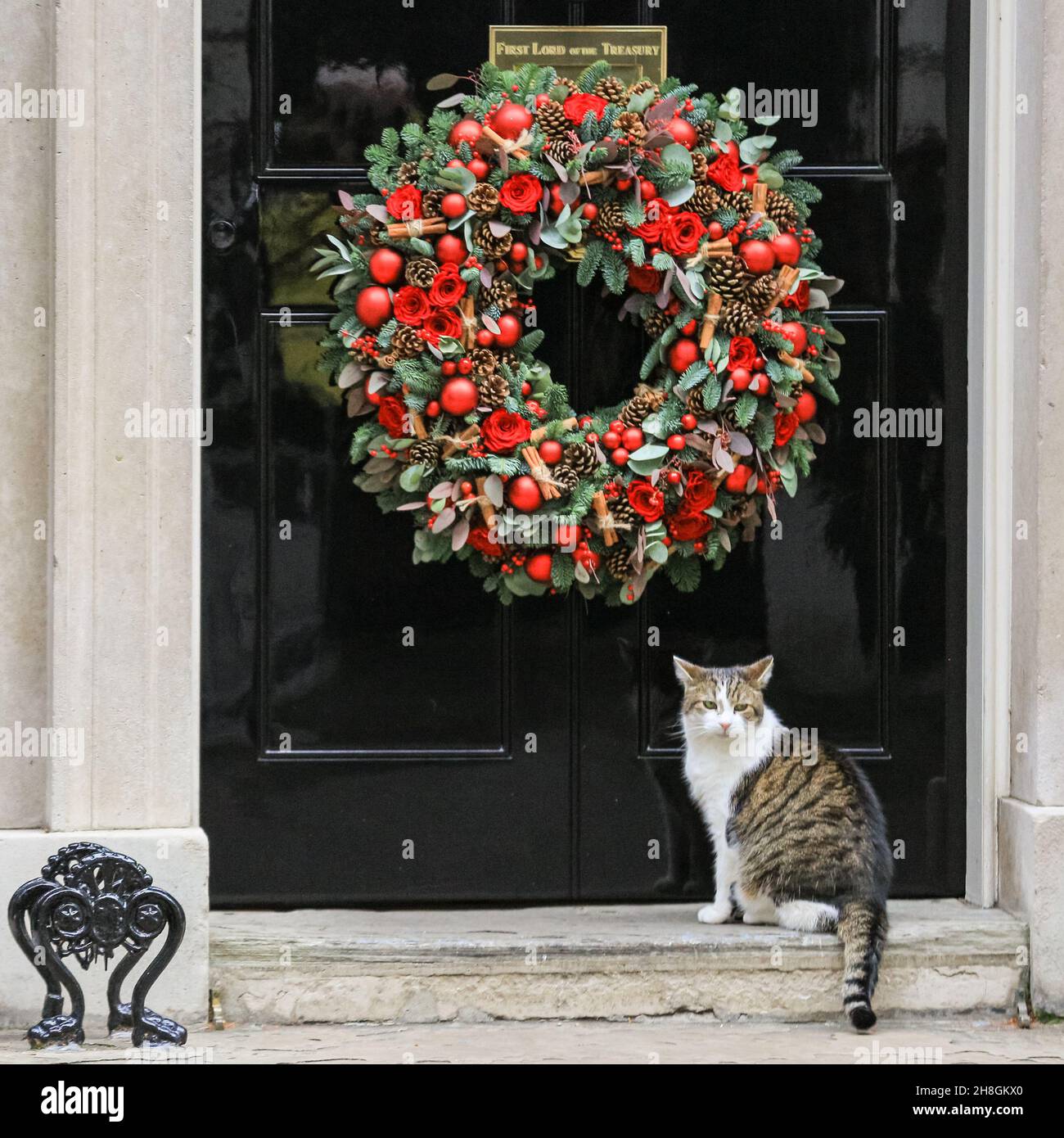 Westminster, London, UK. 30th Nov, 2021. Larry the Downing Street cat ...