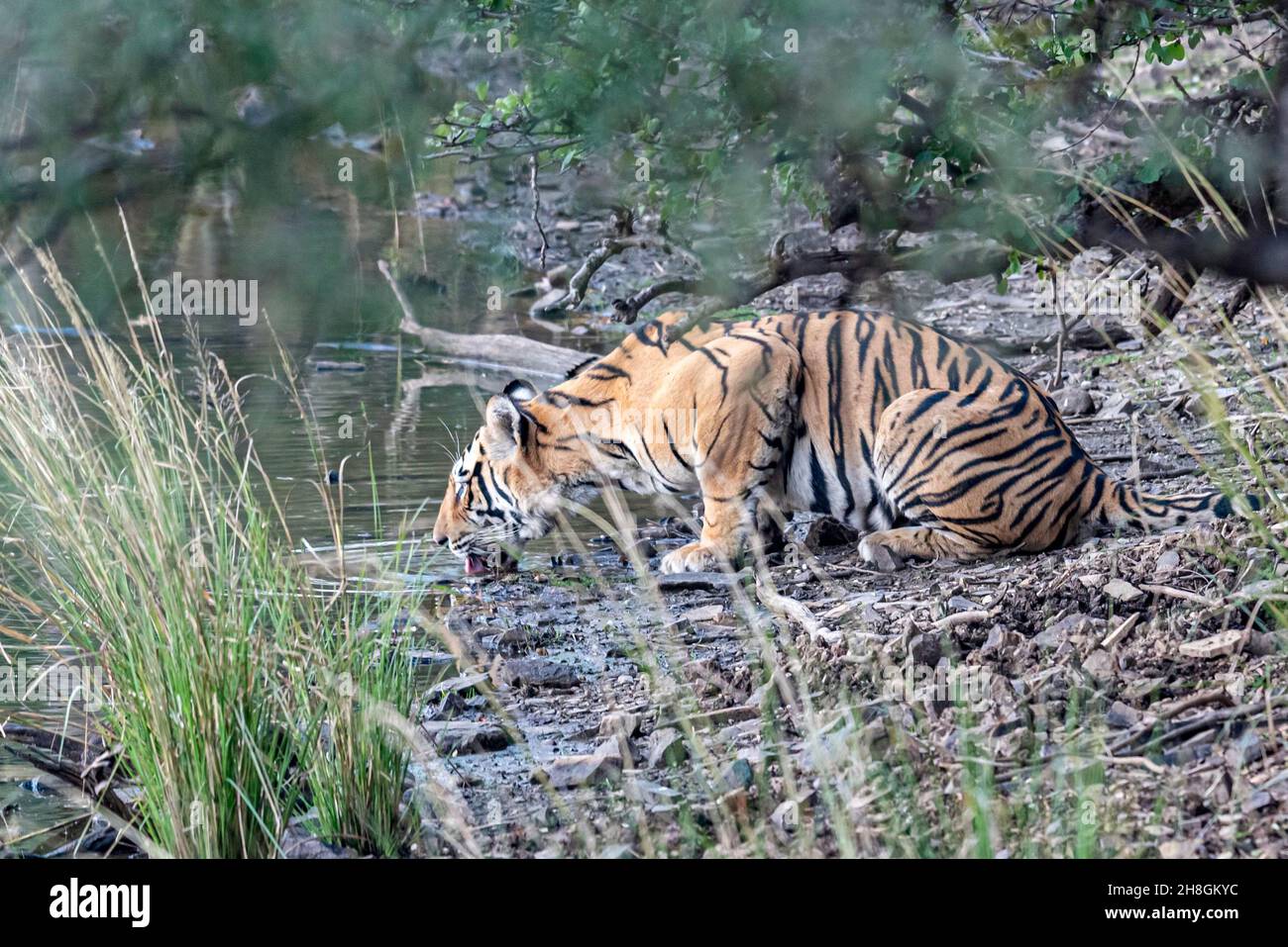Tiger drinking water hi-res stock photography and images - Alamy