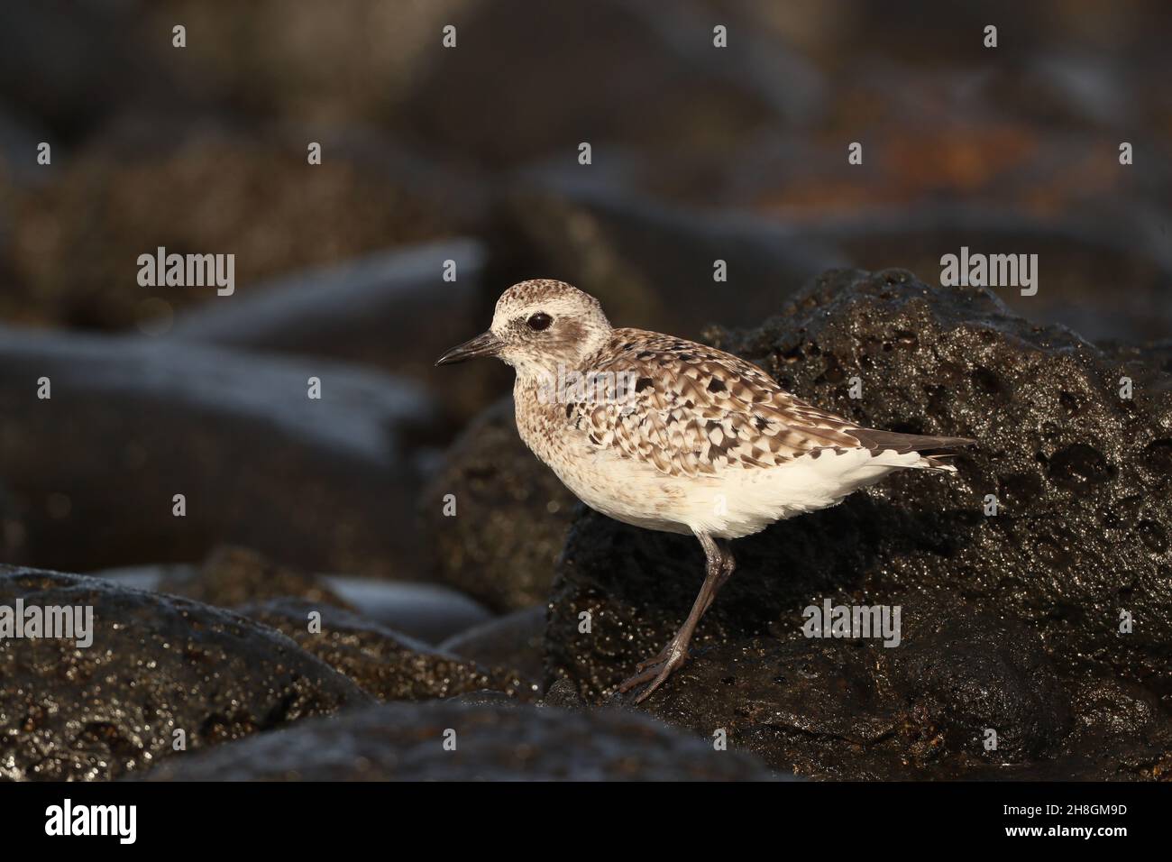 Diet on the tundra insects invertebrates hi-res stock photography and ...