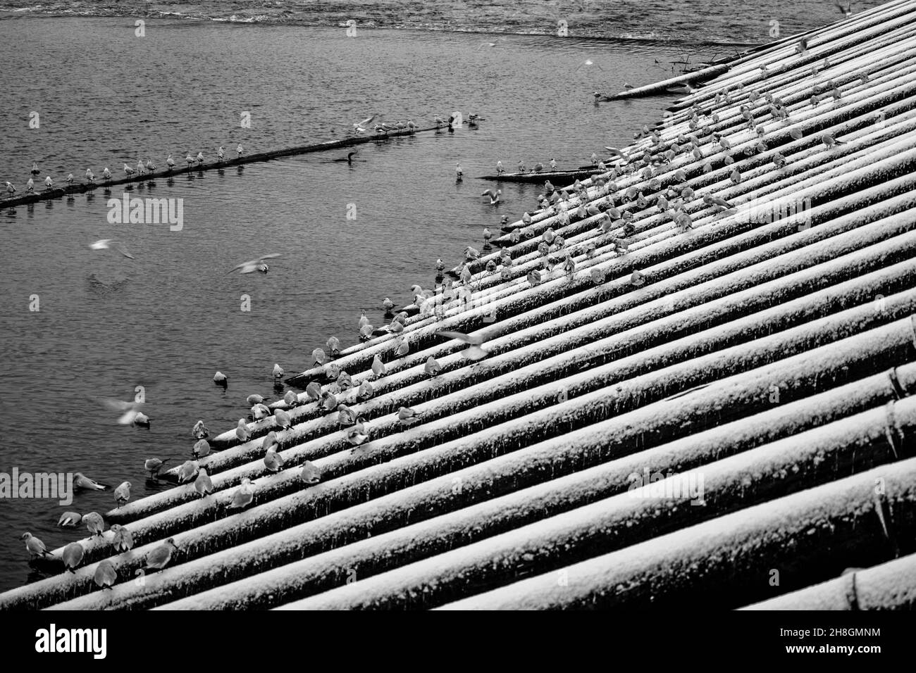Log breakwater Black and White Stock Photos & Images - Alamy