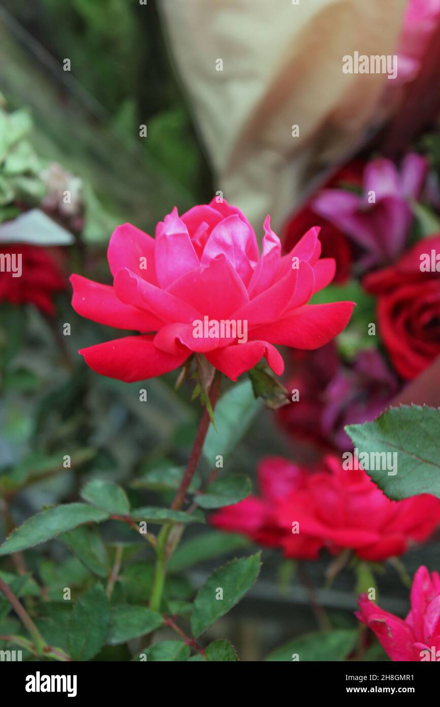 Beautiful bright red rose basking in the sun Stock Photo - Alamy