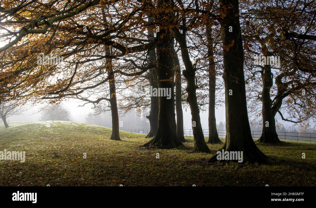 autumn trees in the fog Stock Photo - Alamy