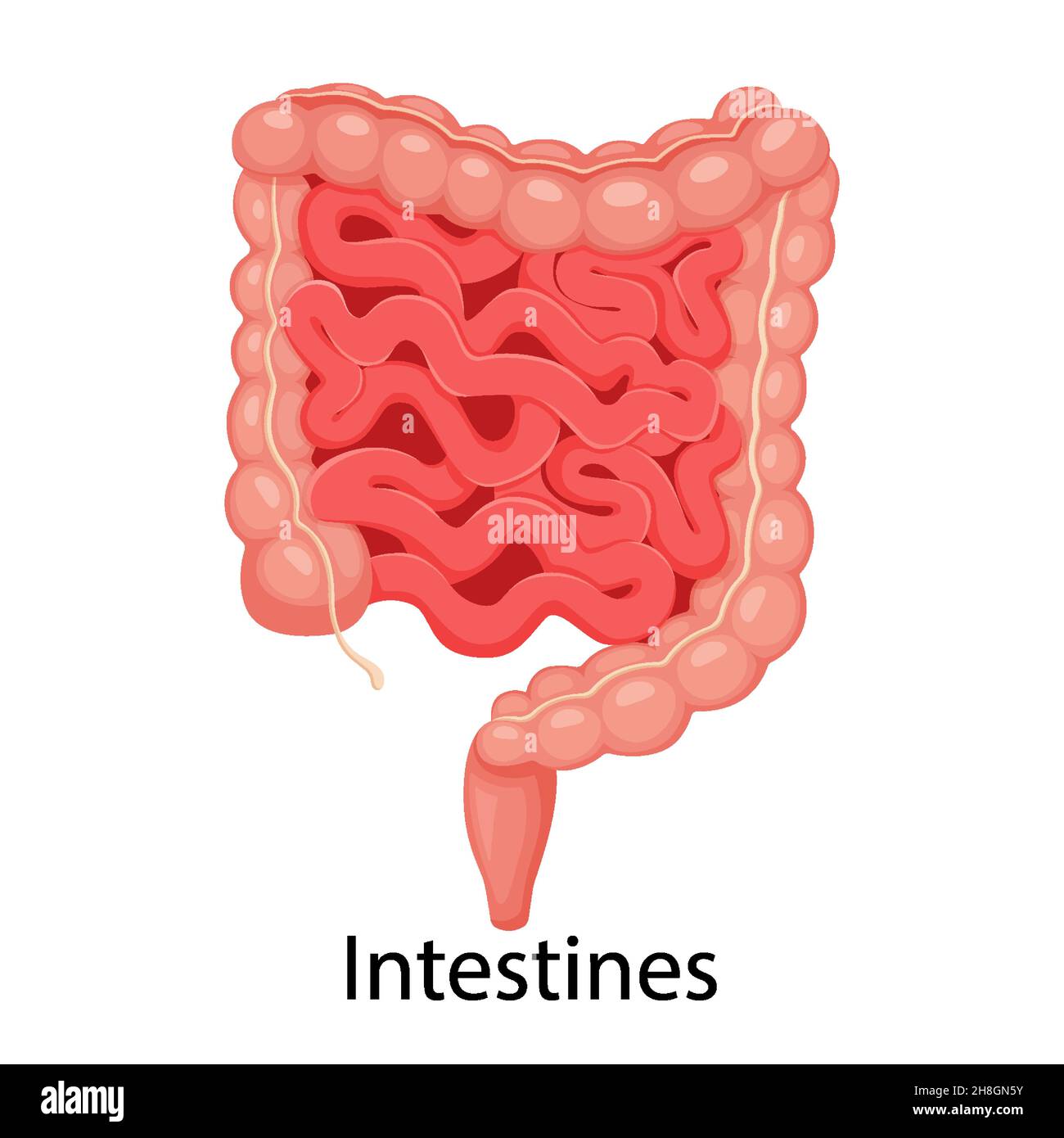 Large Intestine Illustration