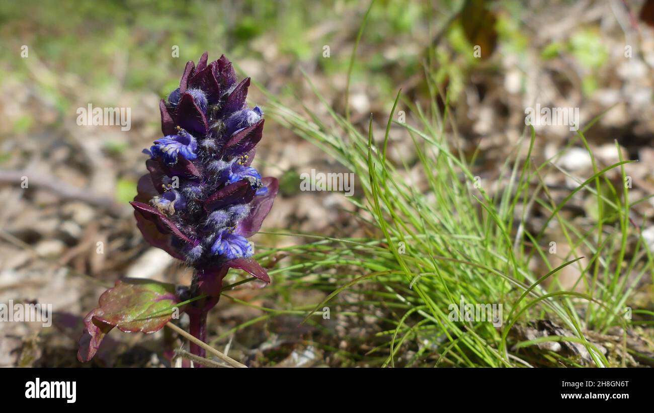 Creeping bugle hi-res stock photography and images - Alamy