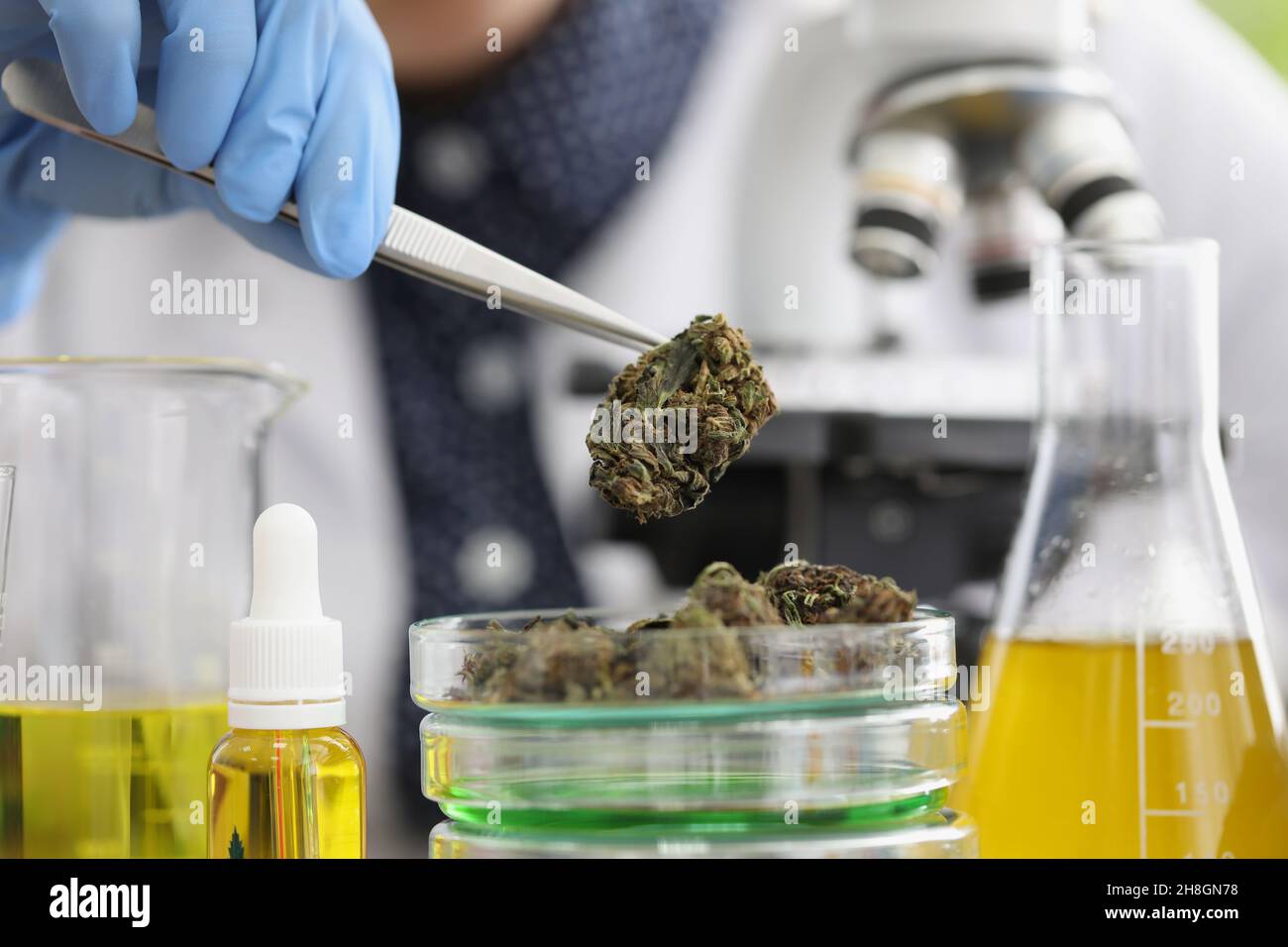 Glass container with marijuana buds on it placed for laboratory ...