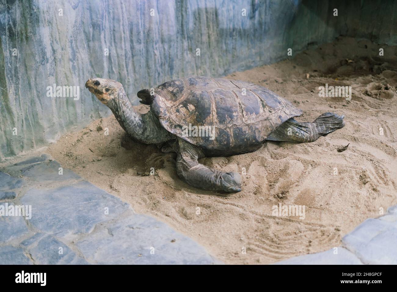 Giant big galapgos earth tortoise turtle on a floor Stock Photo - Alamy