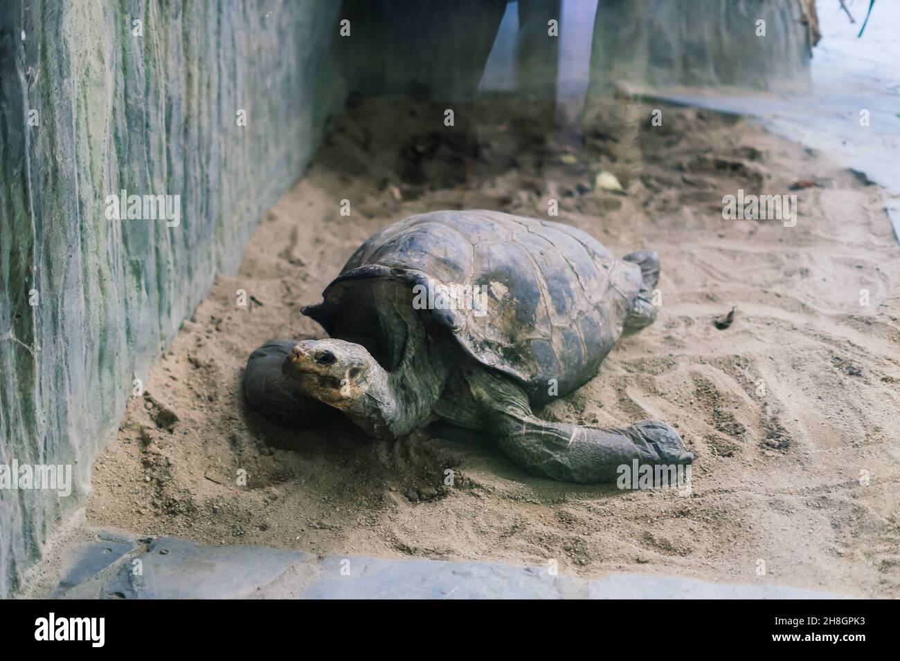 Giant big galapgos earth tortoise turtle on a floor Stock Photo - Alamy