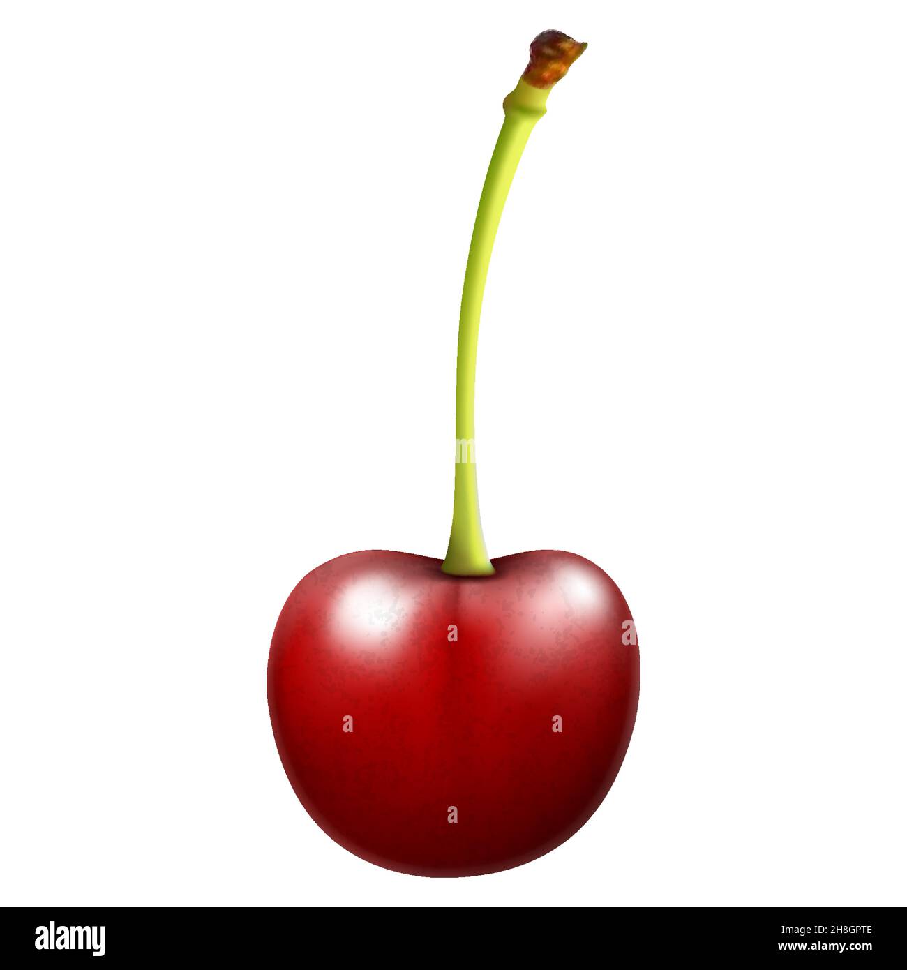 Red cherry. Ripe berry with stalk. Realistic vector illustration ...