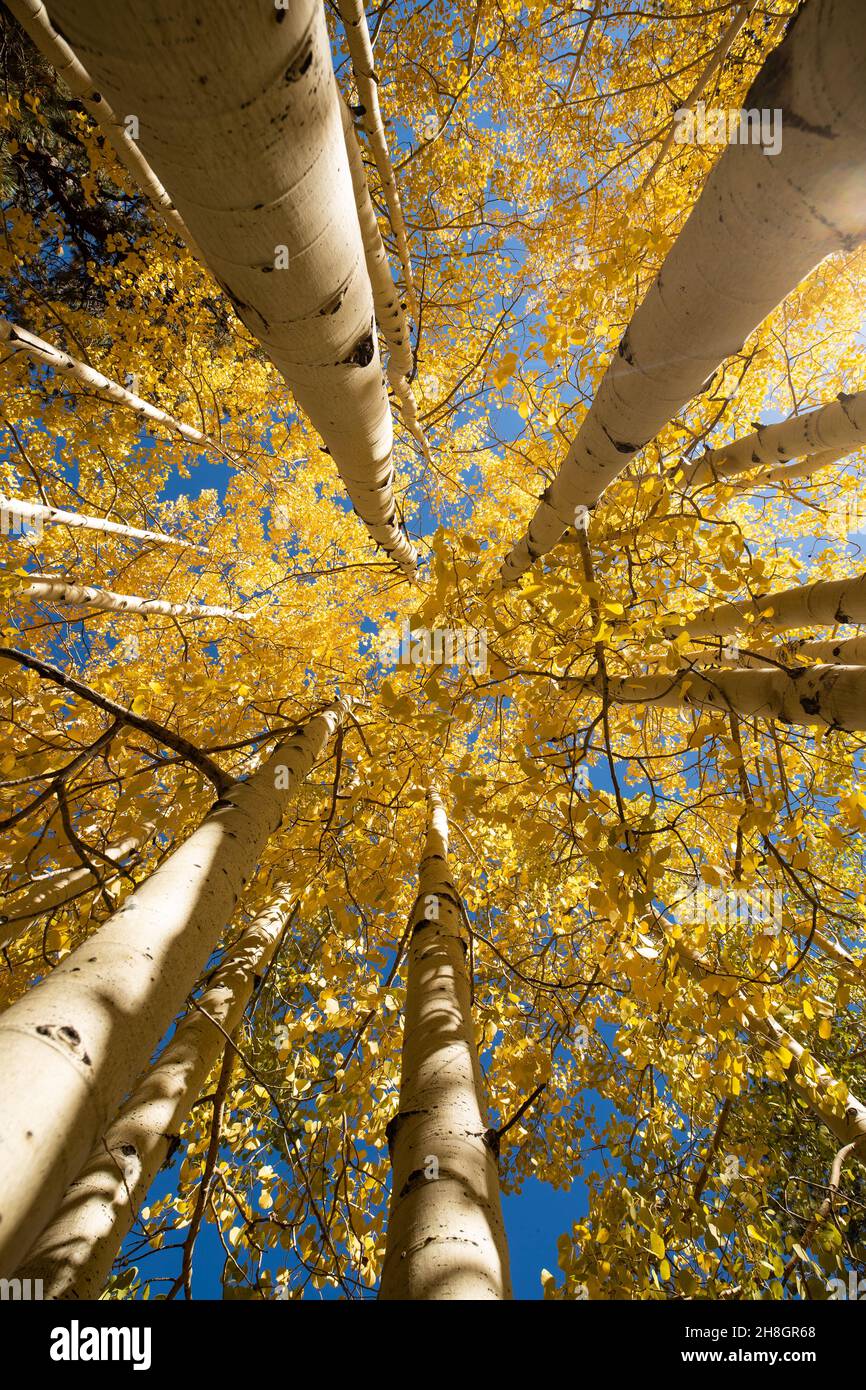 Vertical low-angle shot of the Aspen Trees of Lockett Meadow stretching ...