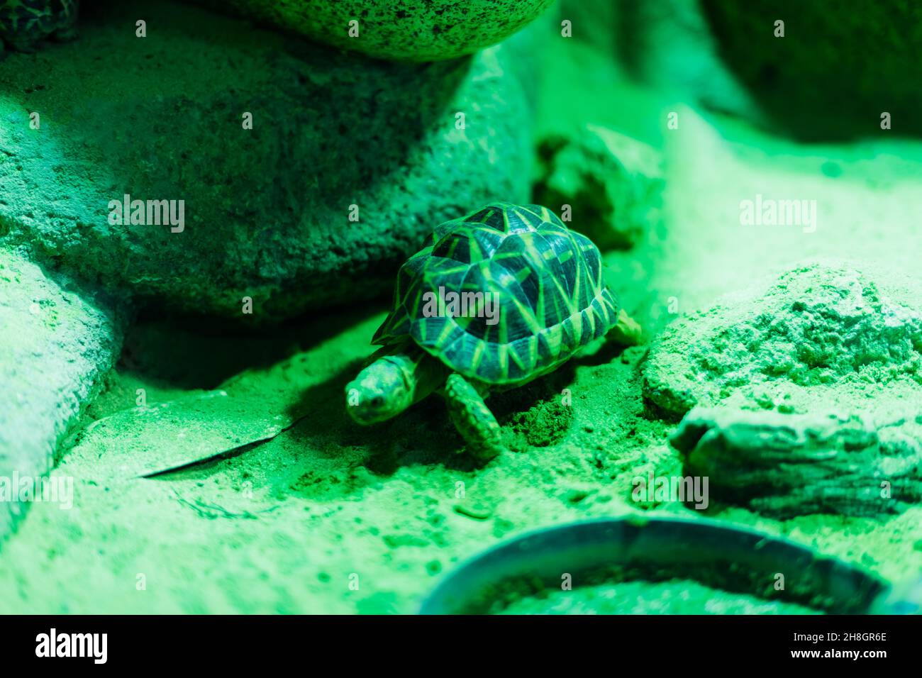 Giant big galapgos earth tortoise turtle on a floor Stock Photo - Alamy