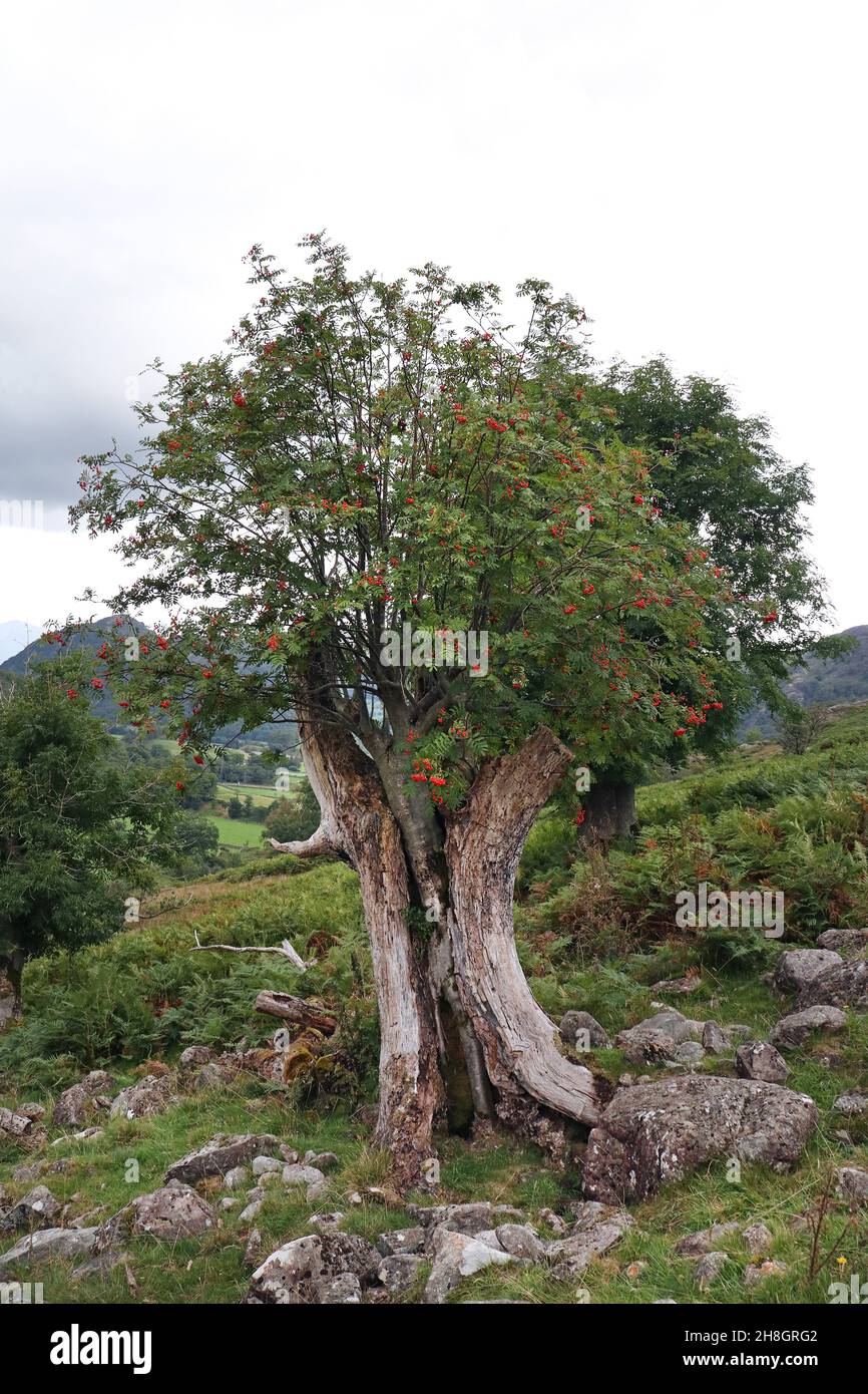 Rowan Tree (Sorbus aucuparia) growing through the remains of a long ...