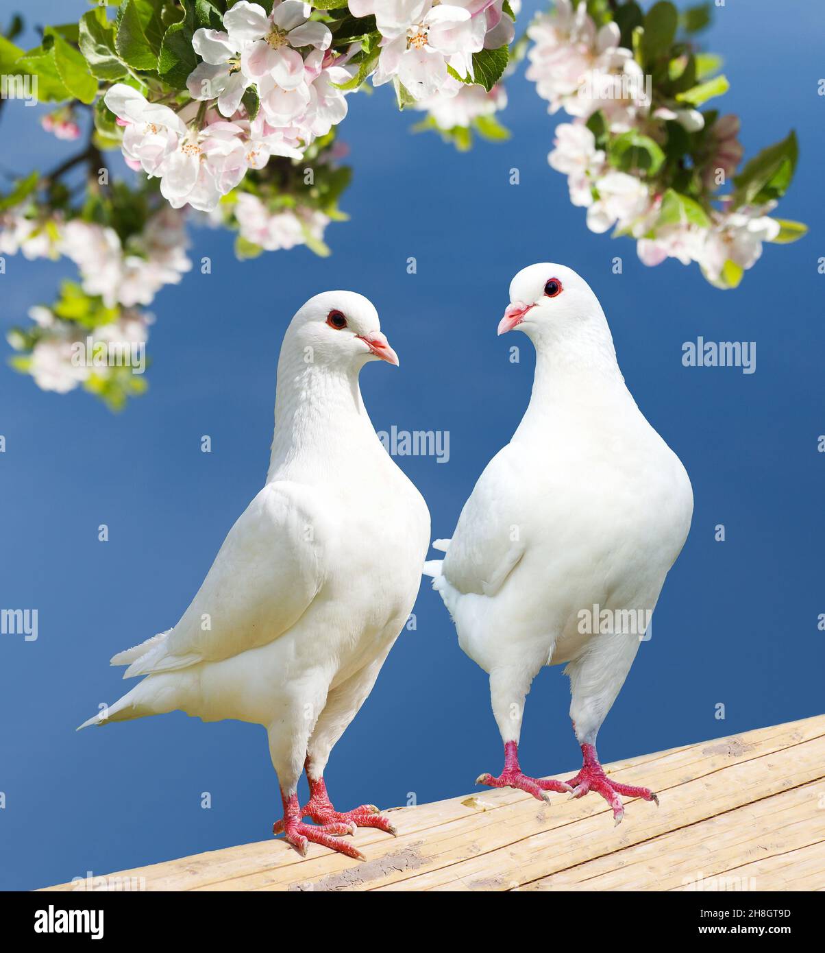 two white pigeon on flowering background - imperial pigeon - ducula ...