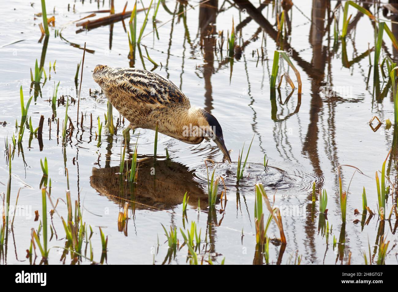 Catching a fish hi-res stock photography and images - Alamy
