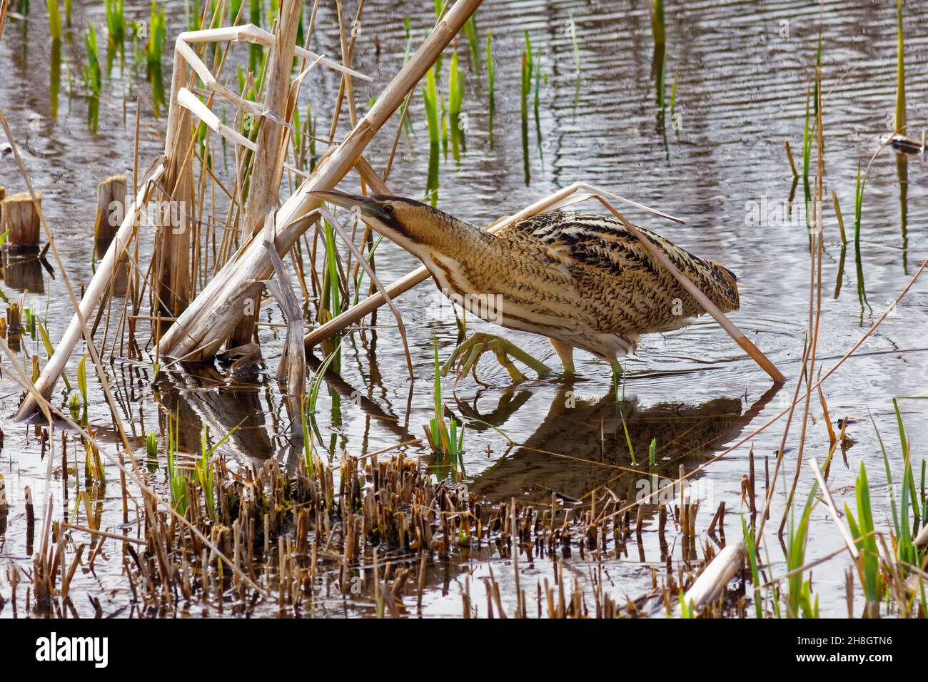 Stalking food hi-res stock photography and images - Alamy