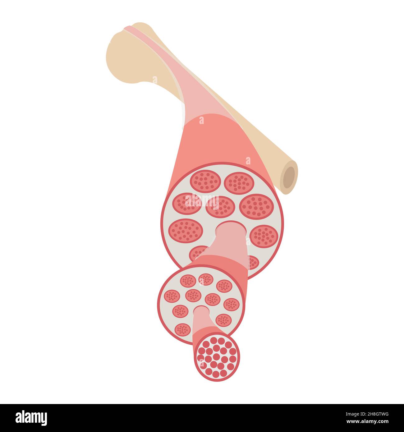 Skeletal muscle. Fascia, endomysium, fiber. Connective tissue that ...