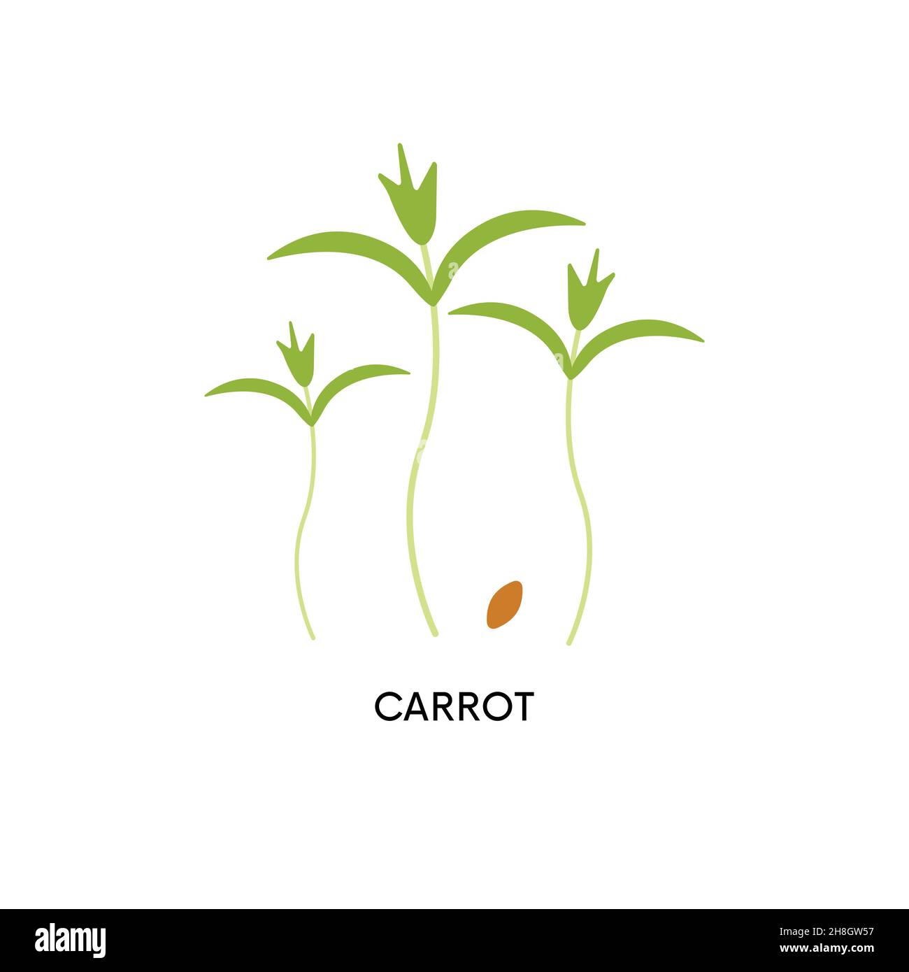 Carrot microgreens and seed vector illustration. Superfood, home ...