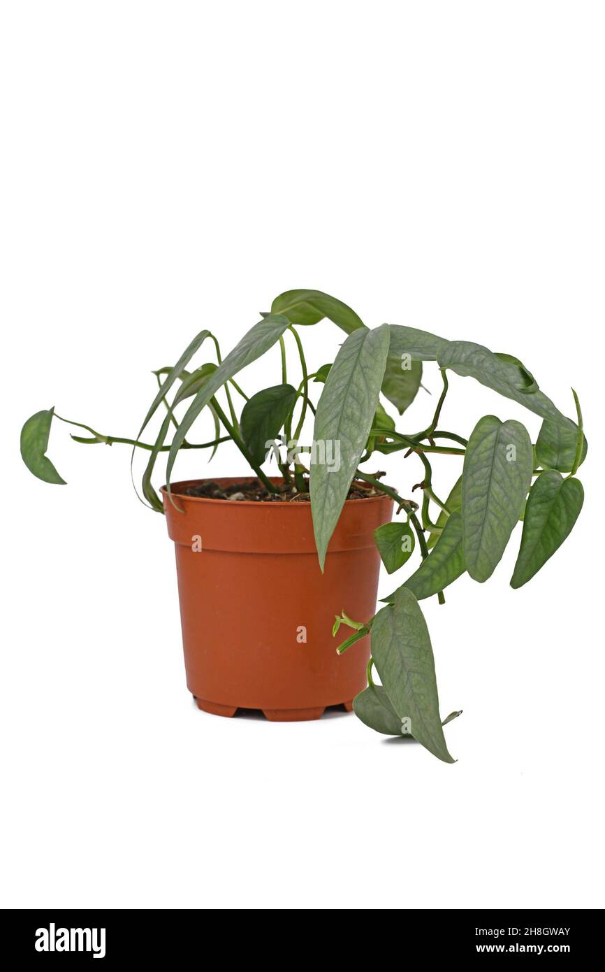 Tropical 'Epipremnum Pinnatum Cebu Blue' houseplant with silver-blue ...