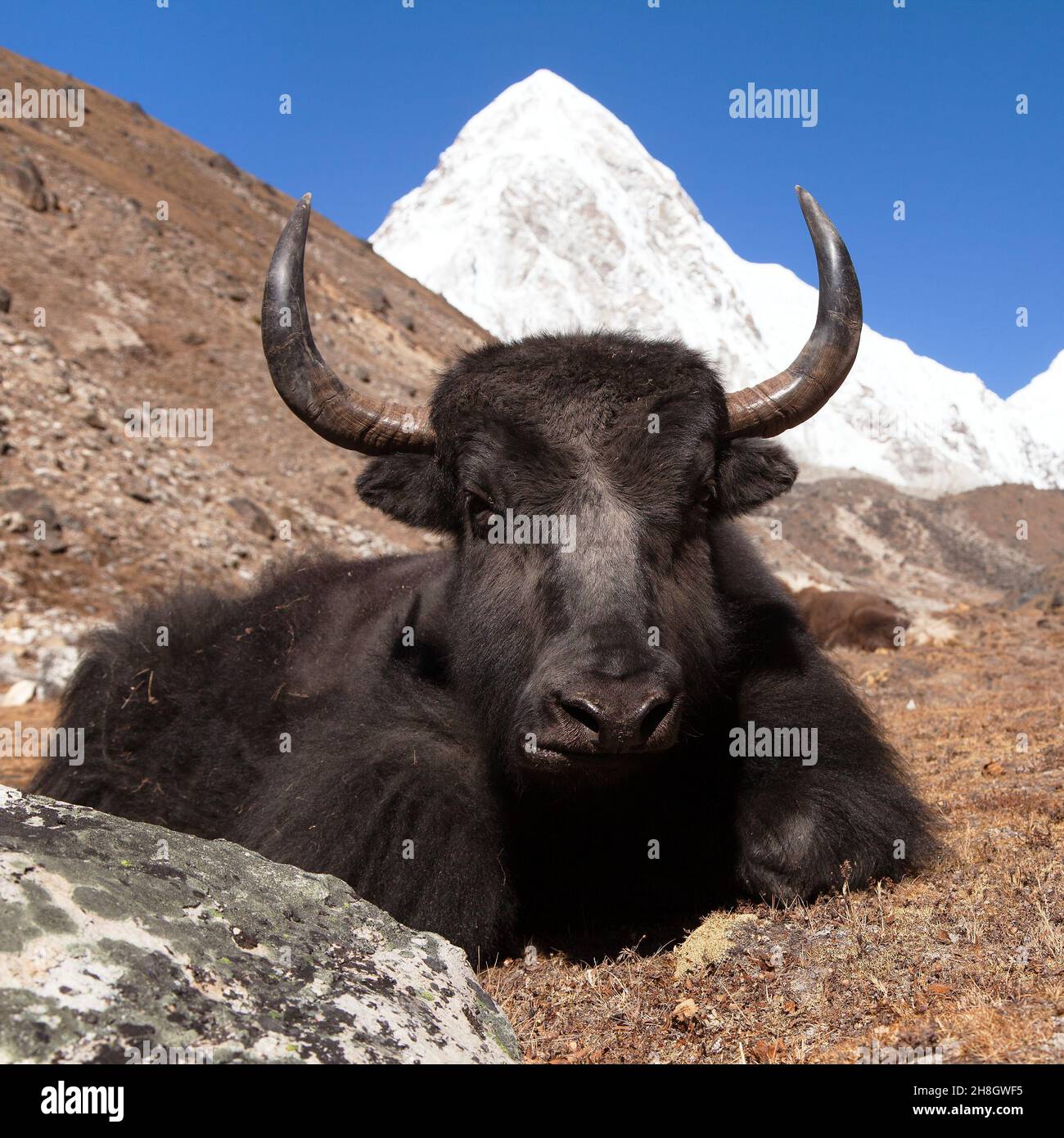 Mount everest base camp yak hi-res stock photography and images - Alamy