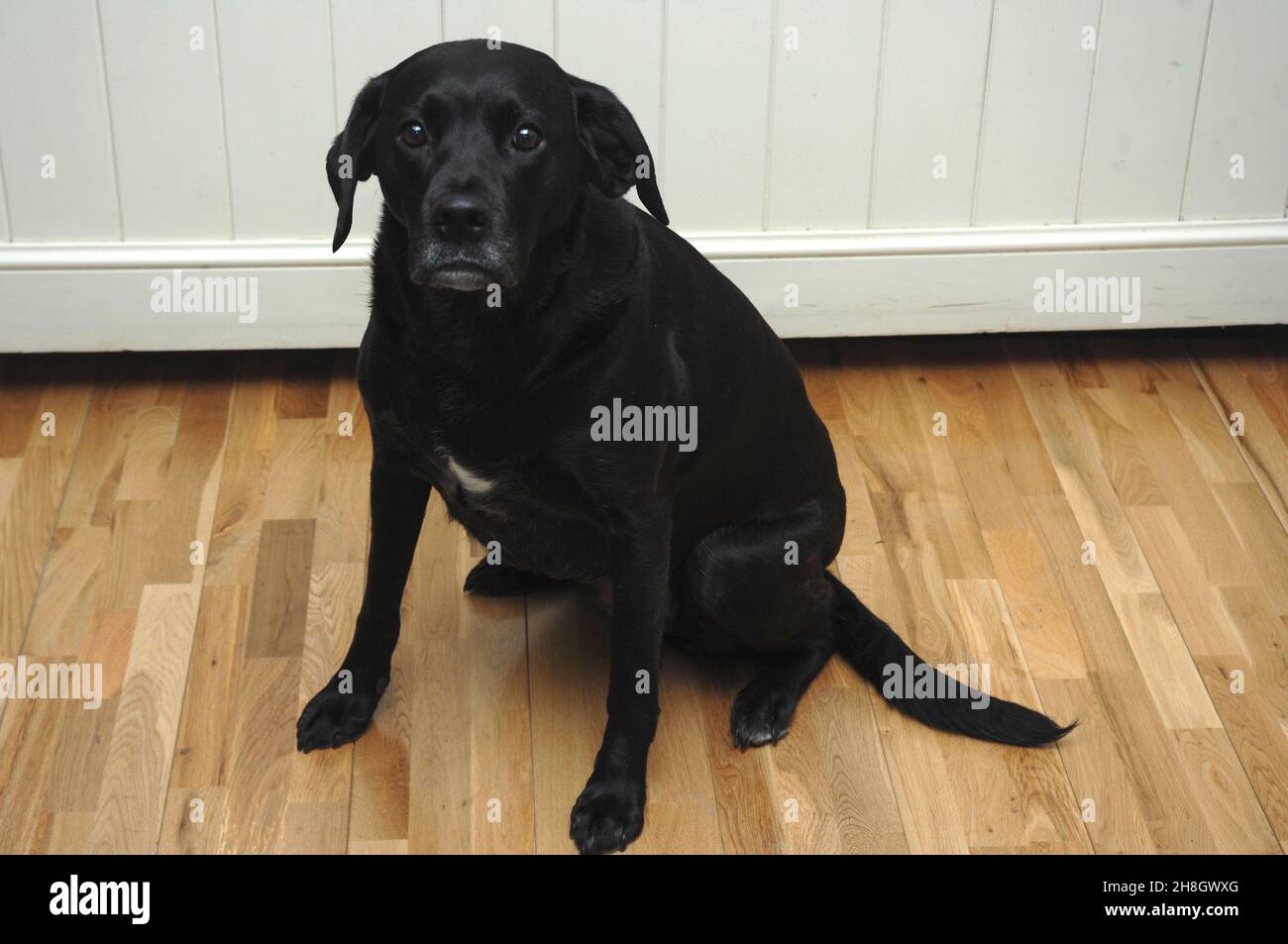 Black Labrador cross dogs Stock Photo - Alamy
