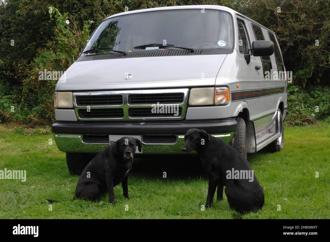 Black Labrador cross dogs Stock Photo - Alamy