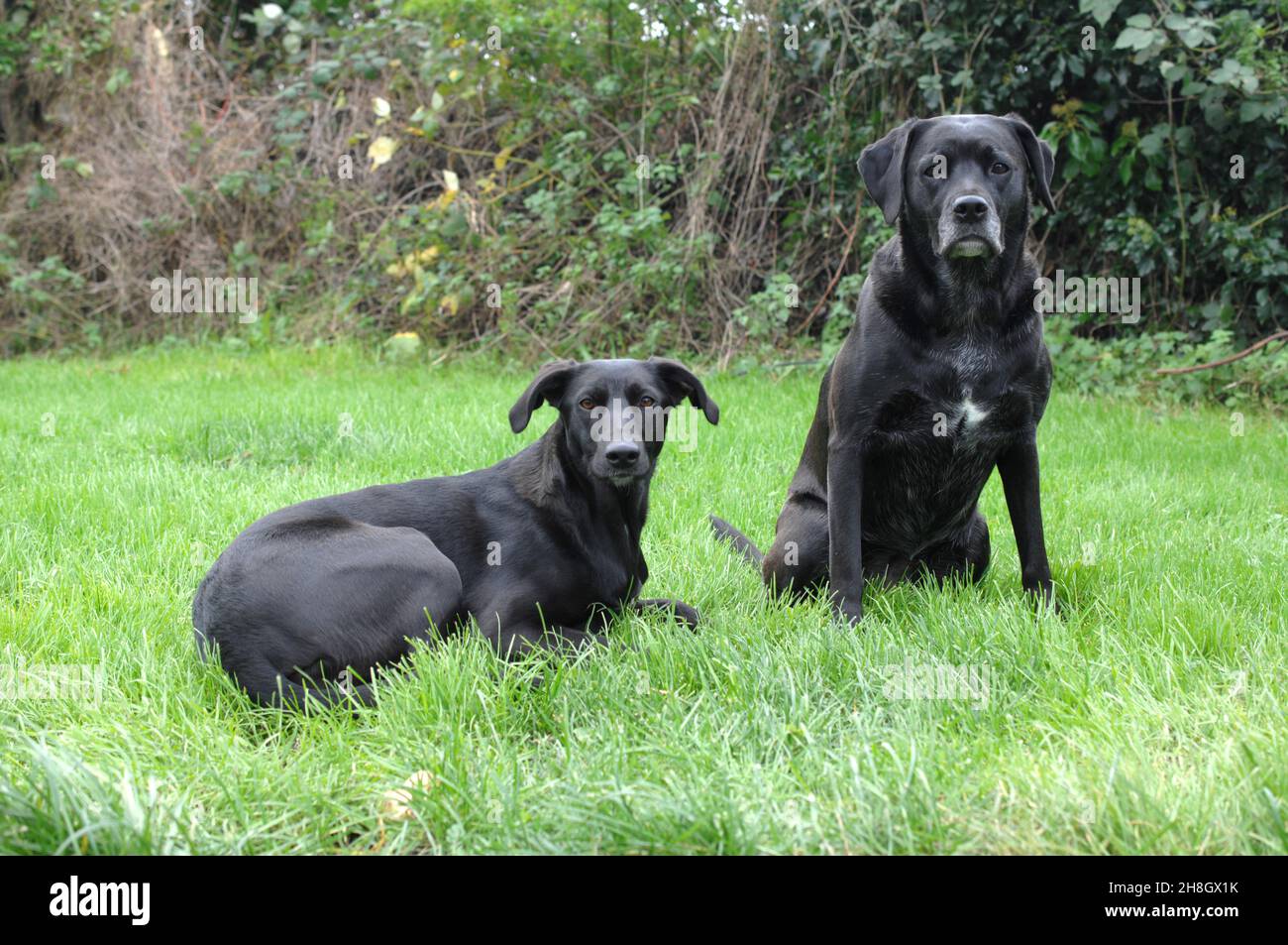 Black labrador cross hi-res stock photography and images - Alamy