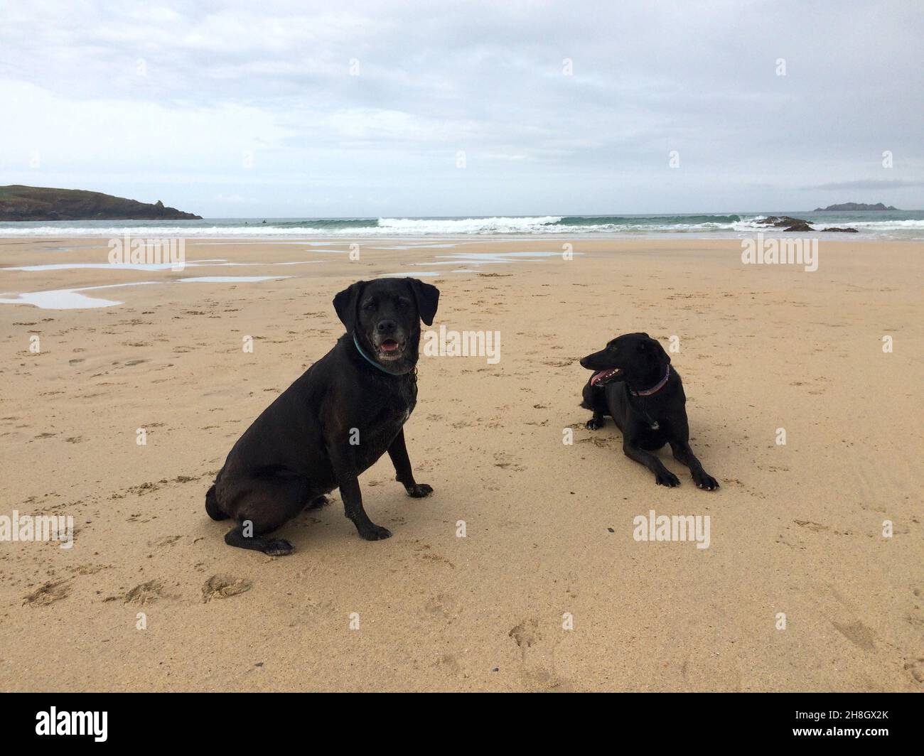 Black Labrador cross dogs Stock Photo - Alamy