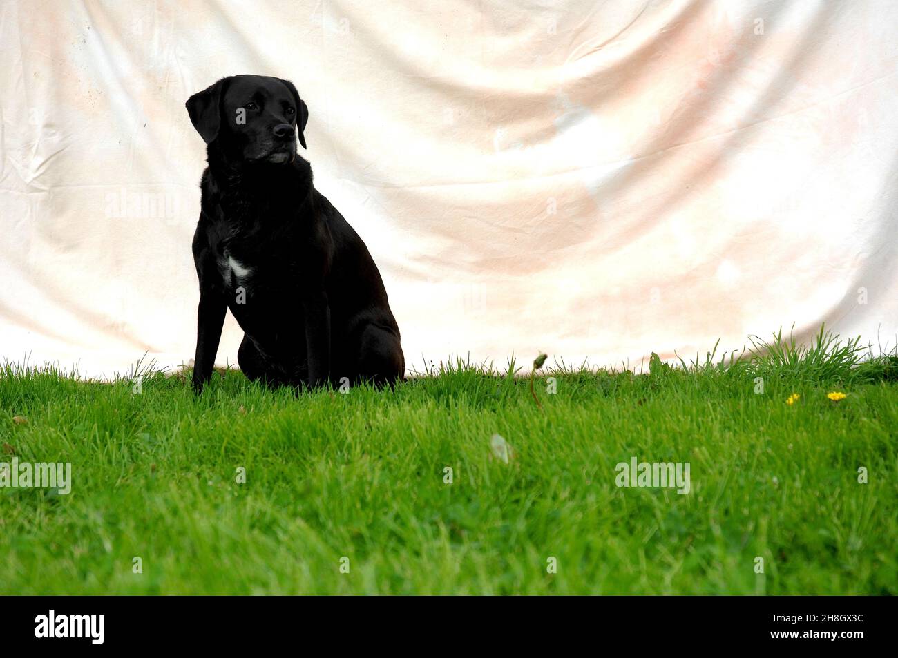 Black labrador cross hi-res stock photography and images - Alamy