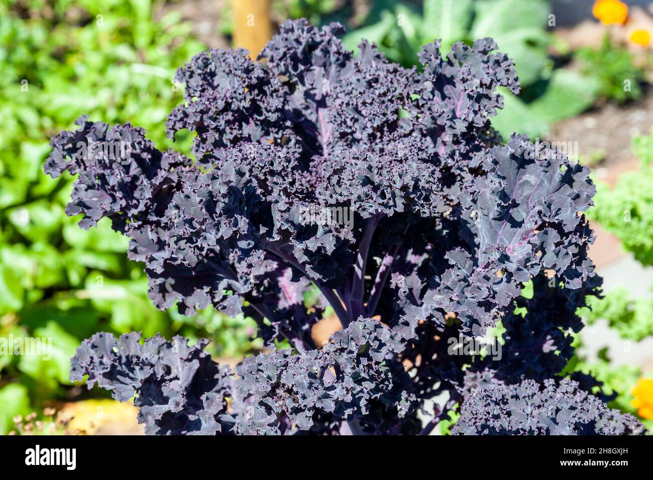Organic purple kale vegetable background grown for its fresh nutrition ...