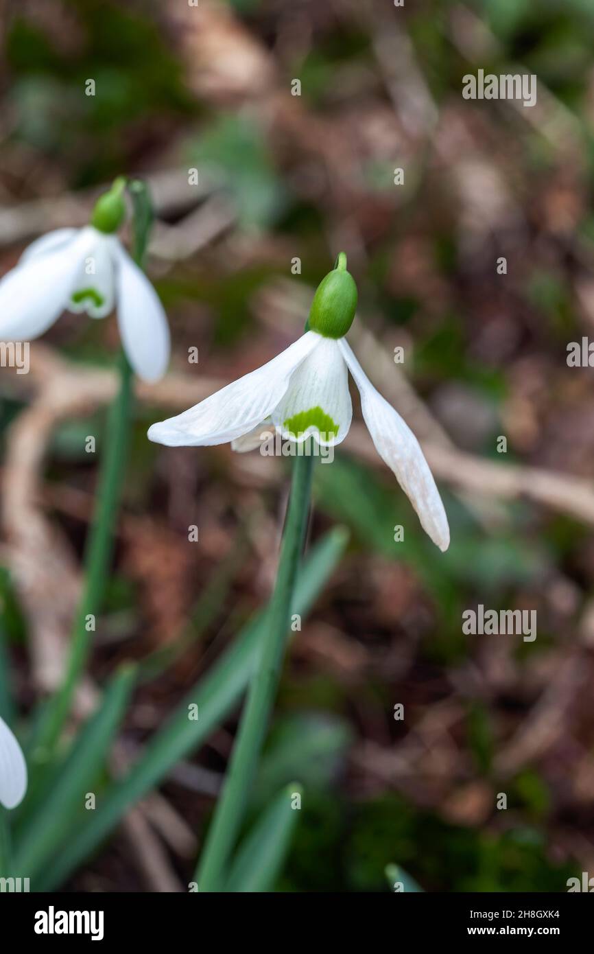 Galanthus s arnott hi-res stock photography and images - Alamy