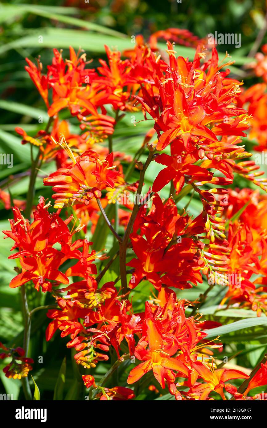 Crocosmia 'Spitfire' a summer autumn flowering plant with an orange red ...