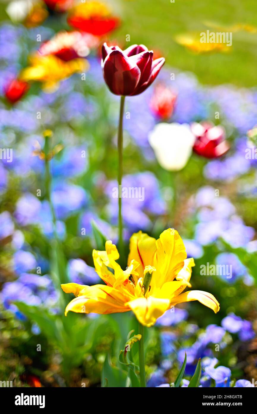 Beautiful spring flowers in vibrant environment Stock Photo - Alamy
