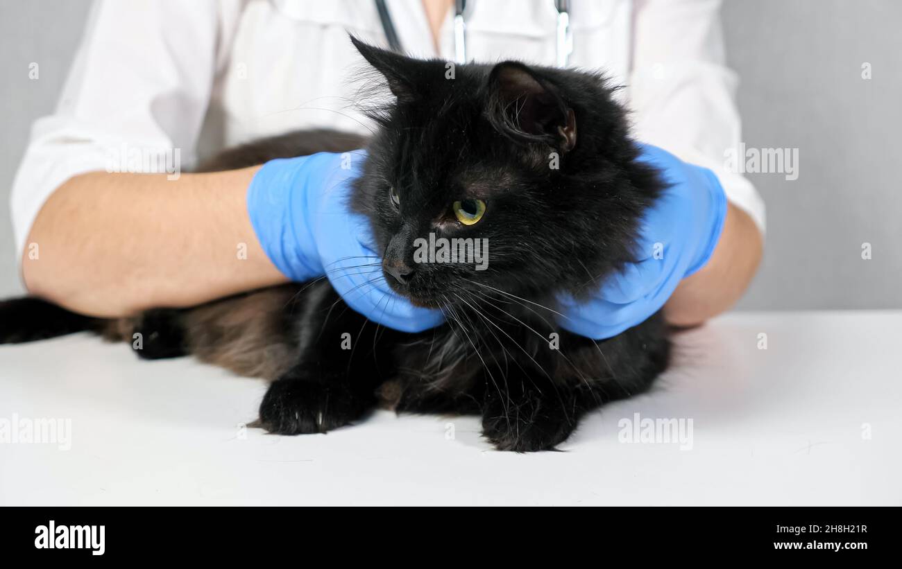 Unrecognizable veterinarian probes neck head hi-res stock photography ...