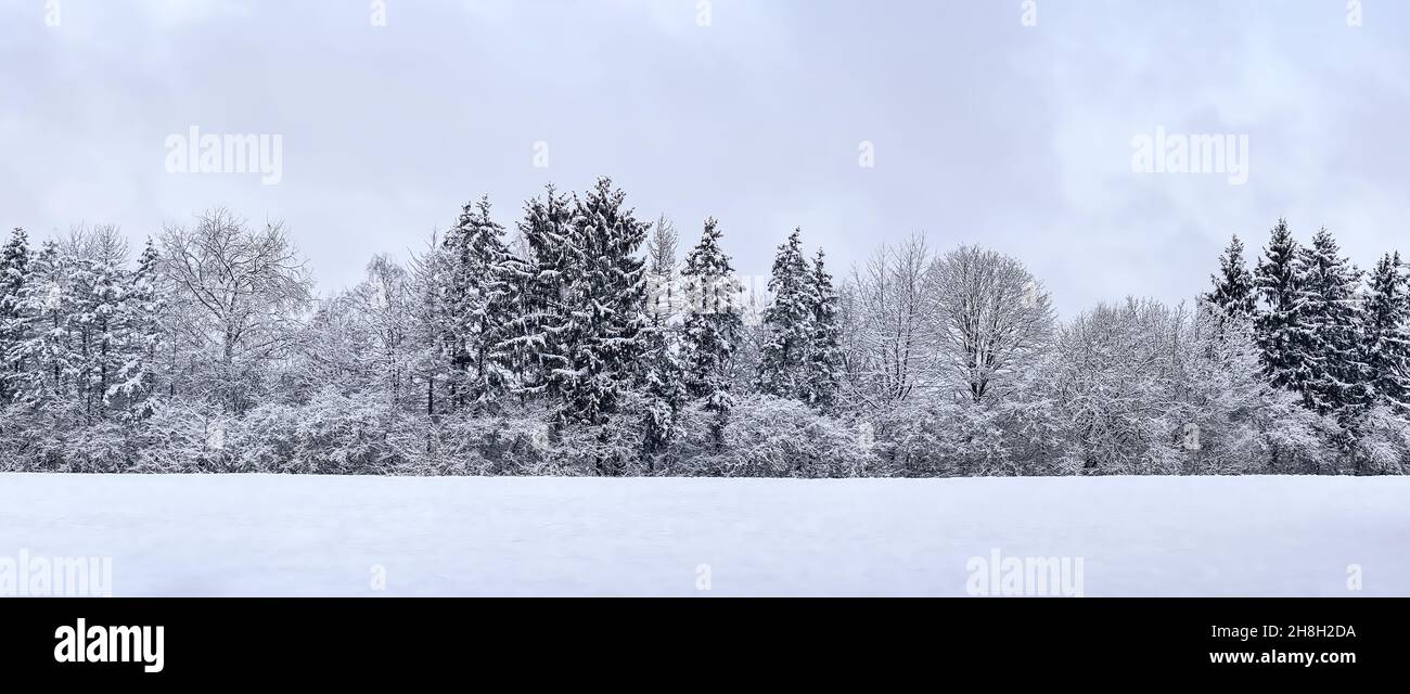 forest after a heavy snowfall. winter panoramic landscape Stock Photo ...