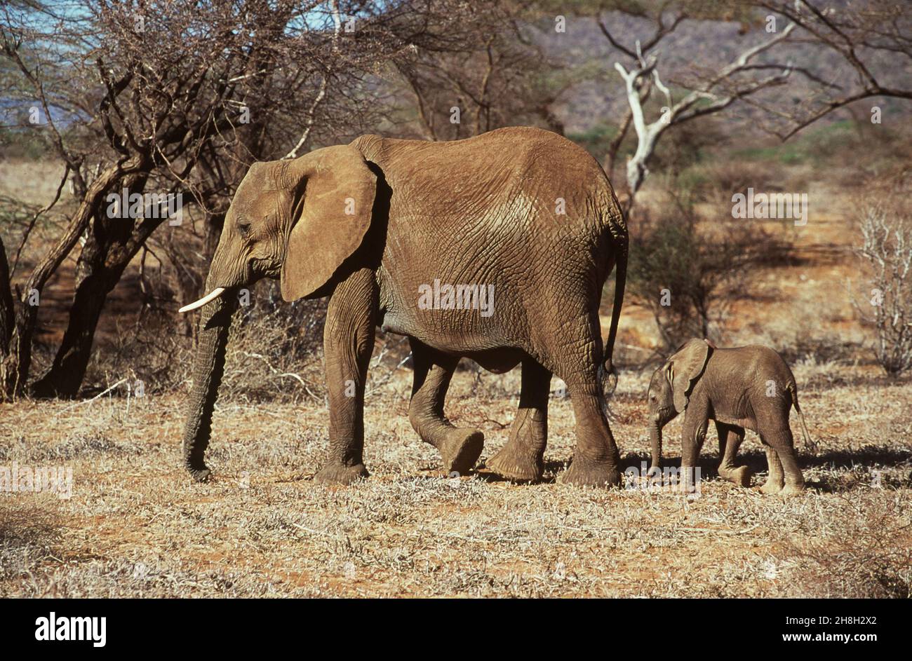 Elephant and calf during a Kenyan Safari in the Massi Mara locally ...