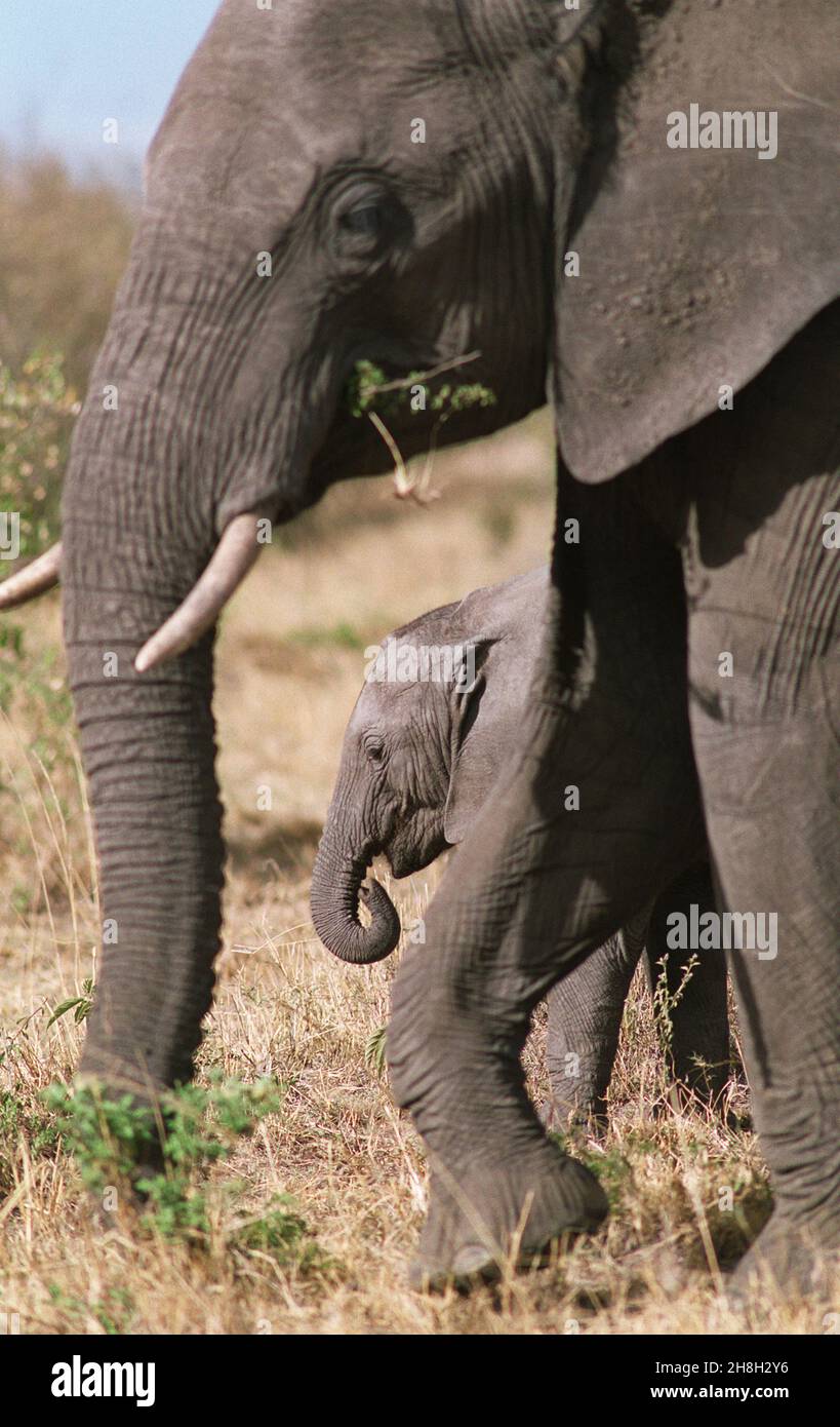Elephant and calf during a Kenyan Safari in the Massi Mara locally ...
