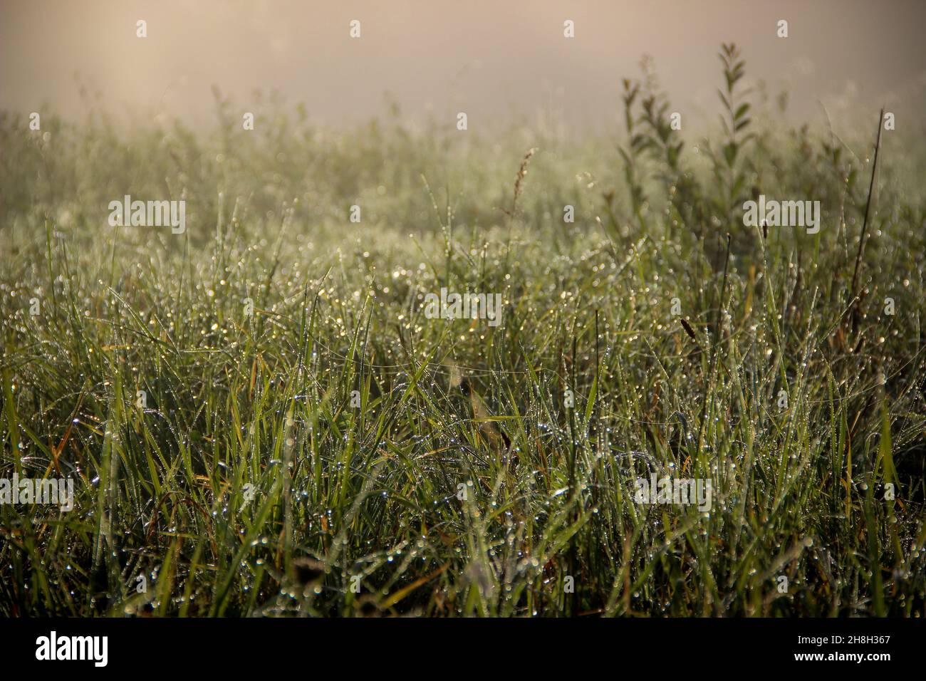 Morning dew uk hi-res stock photography and images - Alamy