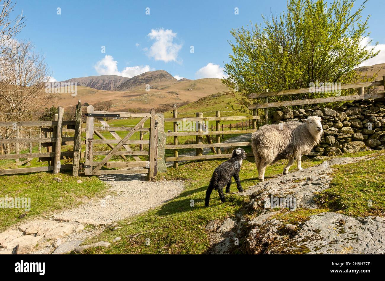 Stine paths hi-res stock photography and images - Alamy