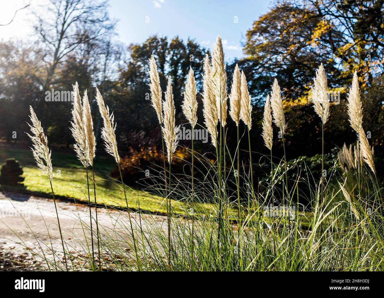 Strong back hi-res stock photography and images - Alamy