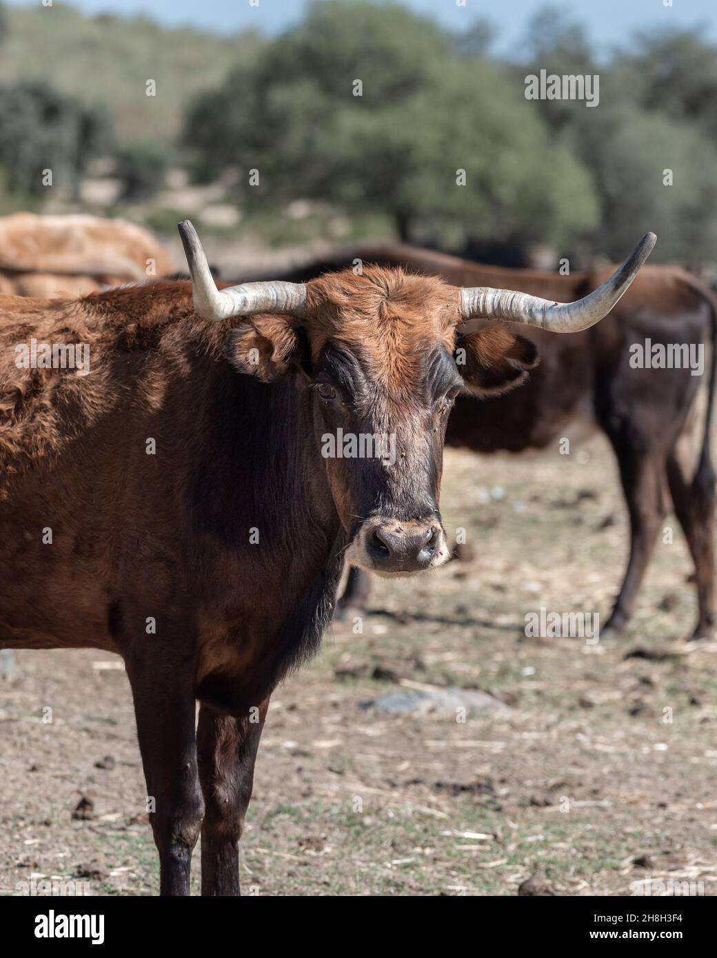 Ox headed hi-res stock photography and images - Alamy