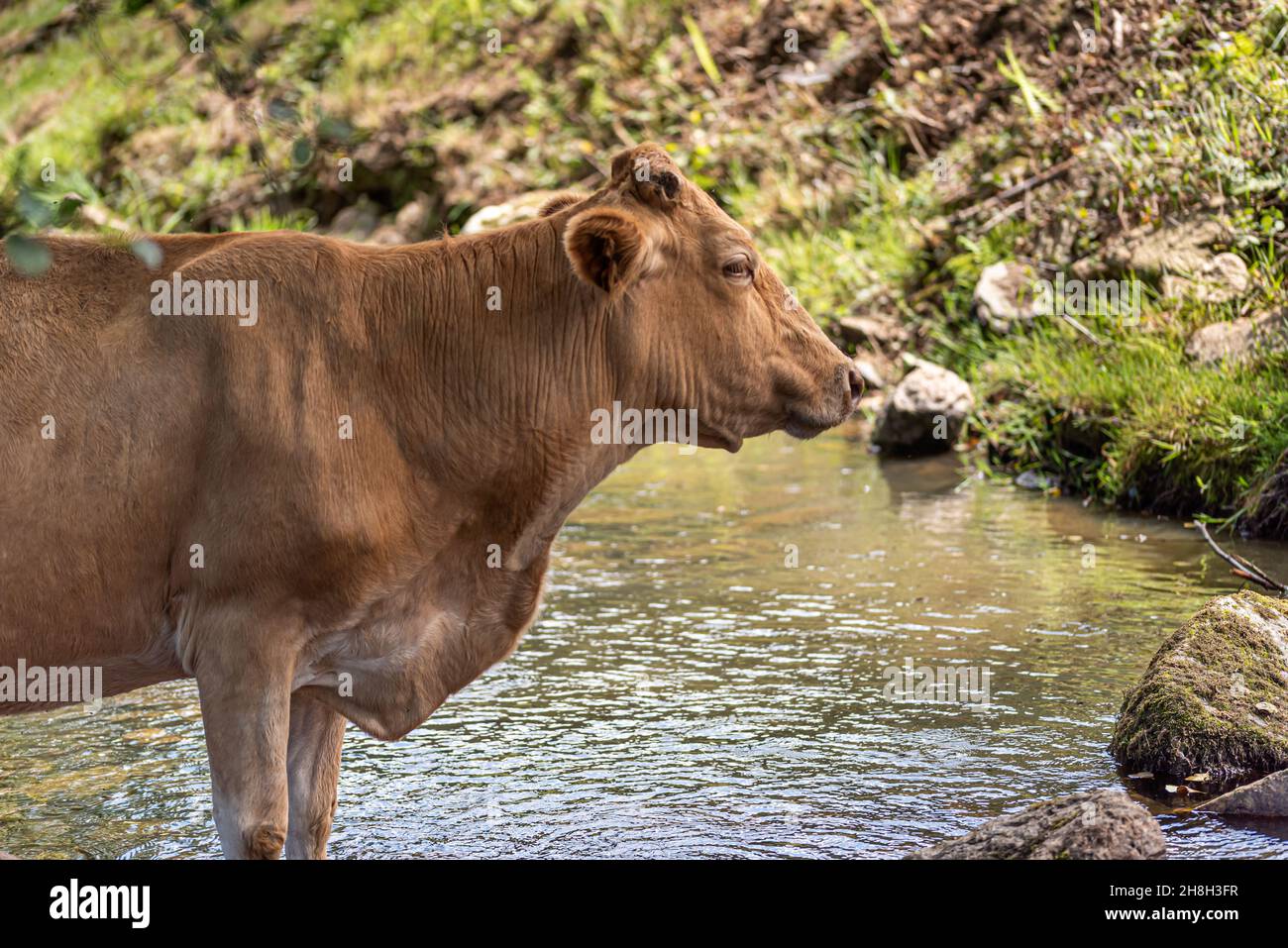Cow Corner High Resolution Stock Photography and Images - Alamy