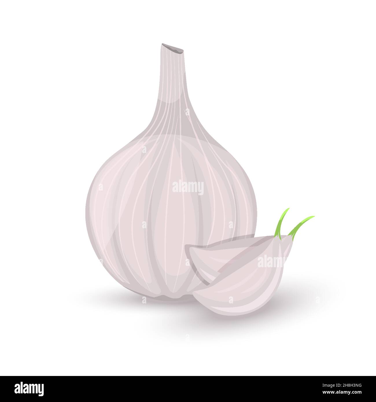 Garlic and garlic clove isolated on white background. Illustration of ...