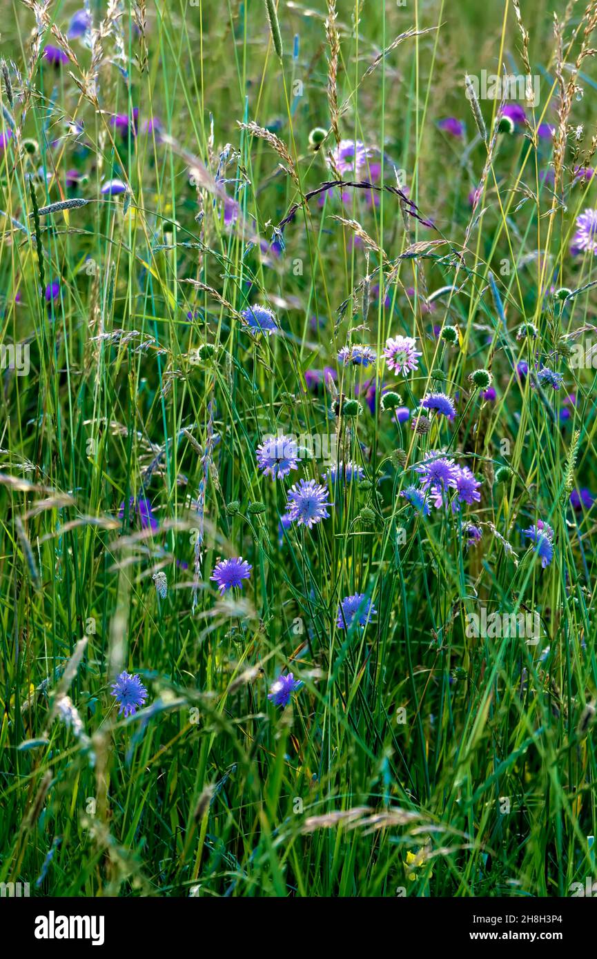 Meadow colors hi-res stock photography and images - Alamy