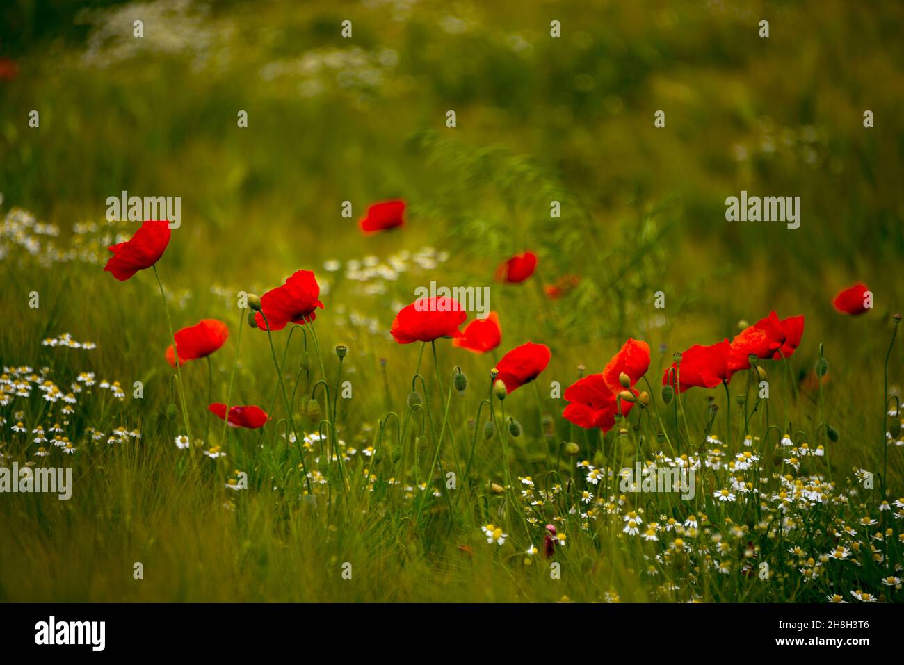 Mohnblume, Klatschmohn (Papaver rhoeas), Mohnblumenfeld, Niedersachsen ...