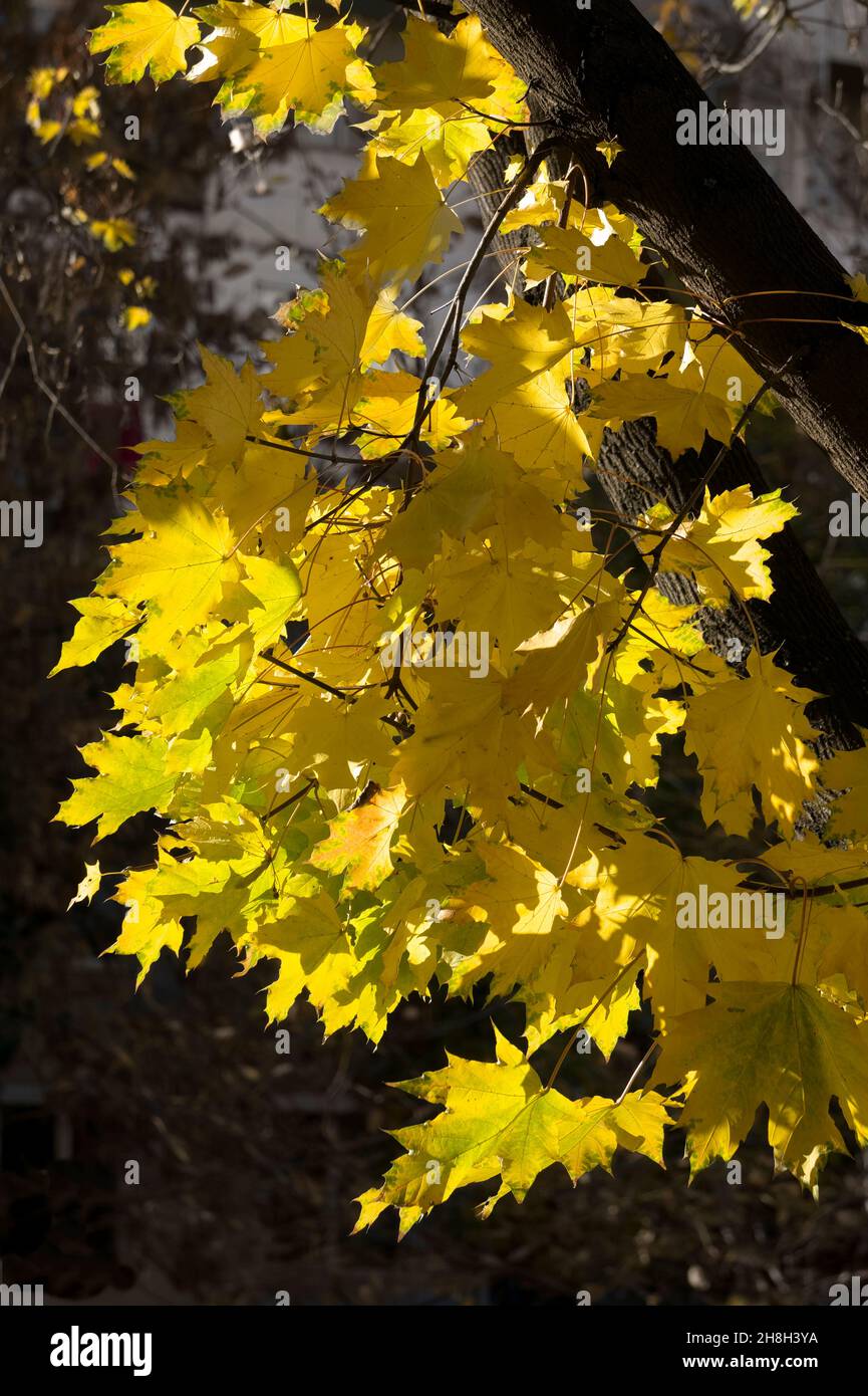 tree with yellow autumn leaves Stock Photo - Alamy
