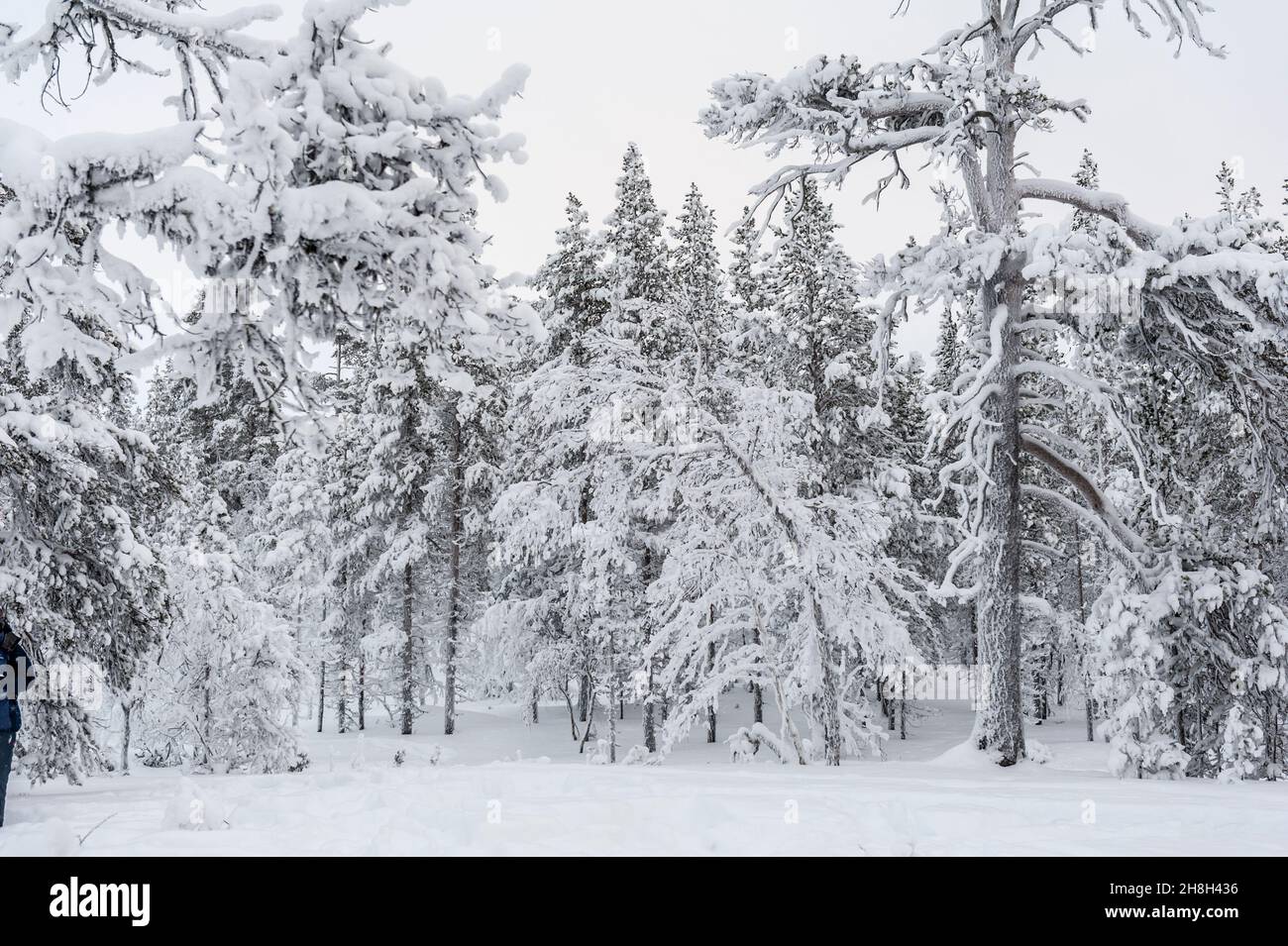 Winter wonderland Log Cabins in the frozen ice and snow Finland ...