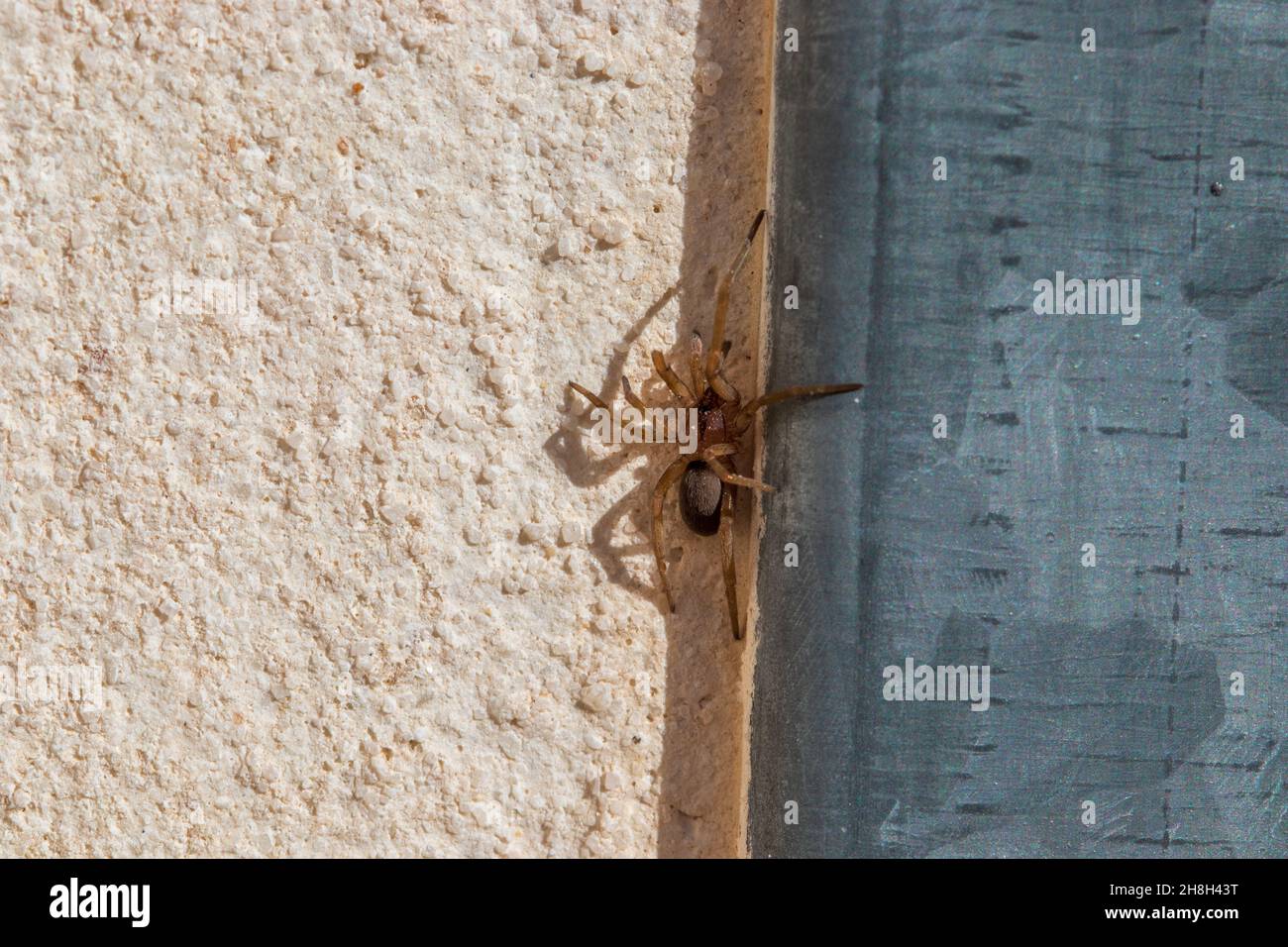Haplogyne spider hi-res stock photography and images - Alamy