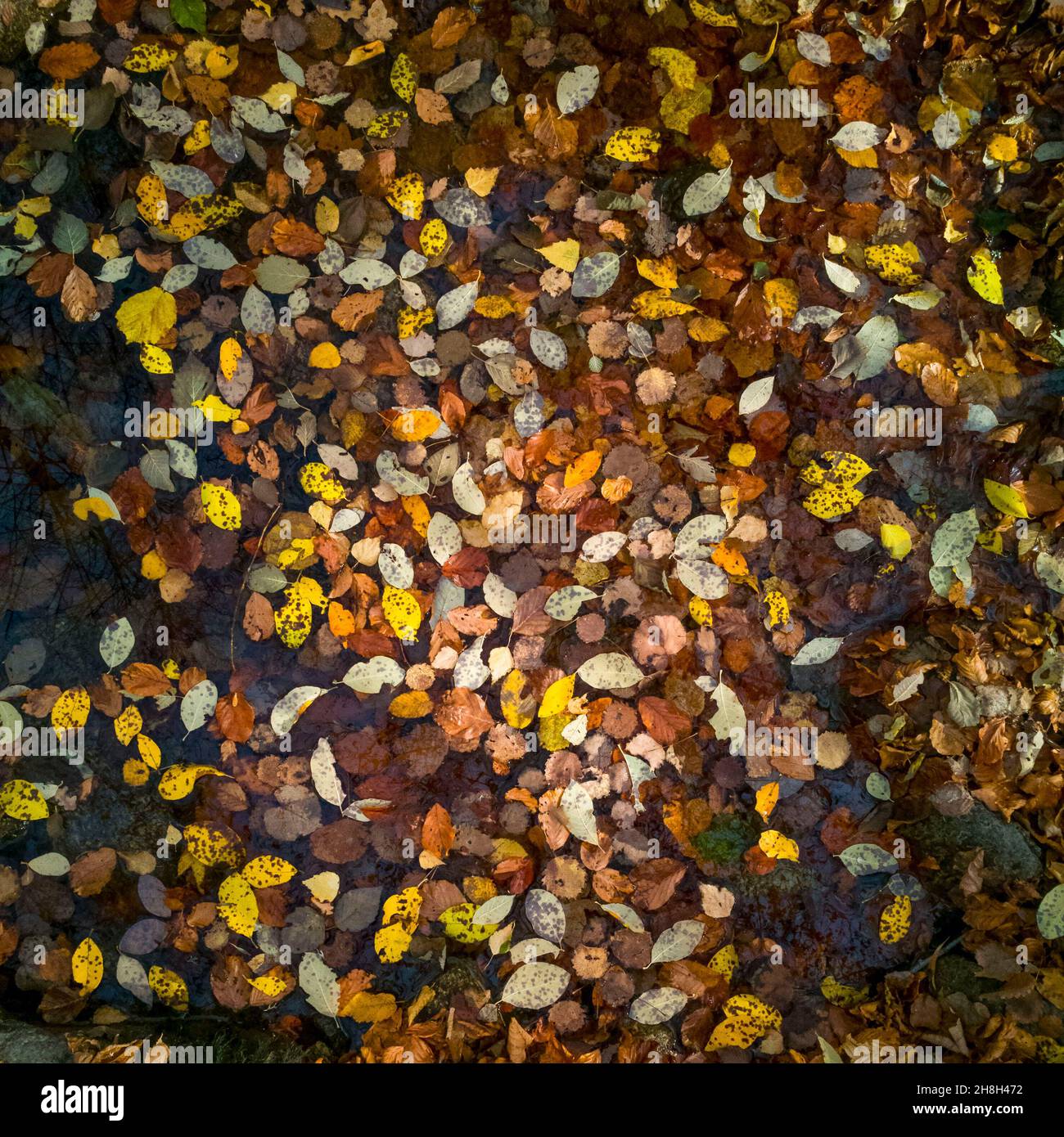 Multi colored Autumn leaves lying on the ground Stock Photo - Alamy