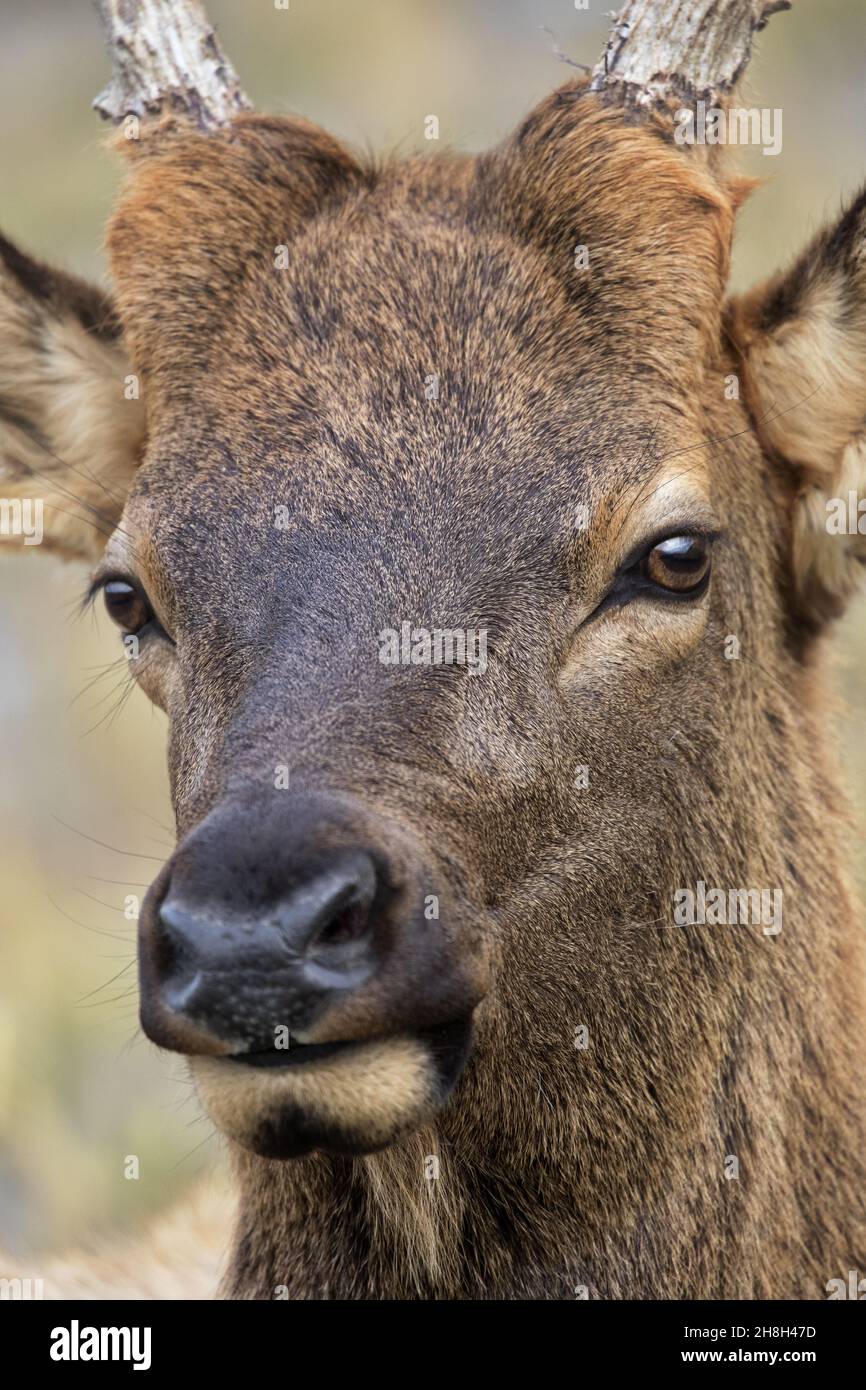 Eyes of spike horn elk glow in vertical close up portrait with focus on ...
