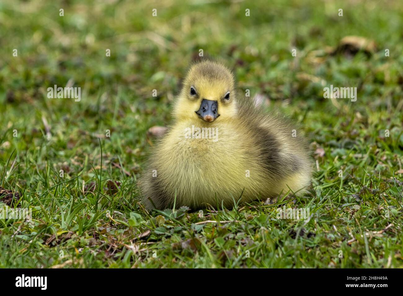 Close up of a beautiful yellow fluffy greylag goose baby gosling in ...