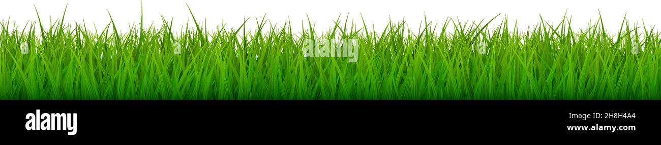 Vector bright green realistic seamless grass border isolated on white background Stock Vector ...